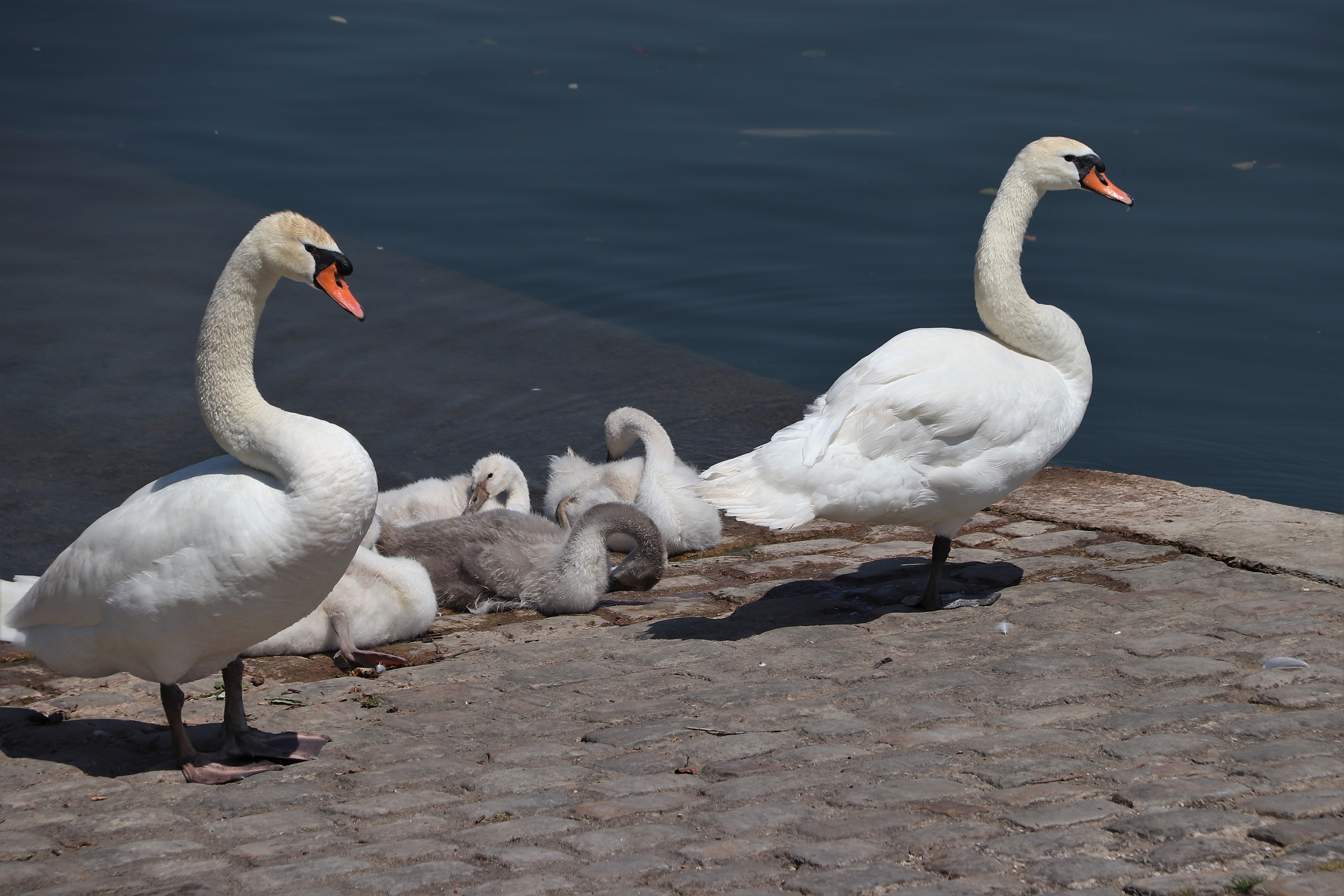 Aves Group Photos, Download The BEST Free Aves Group Stock Photos & HD ...