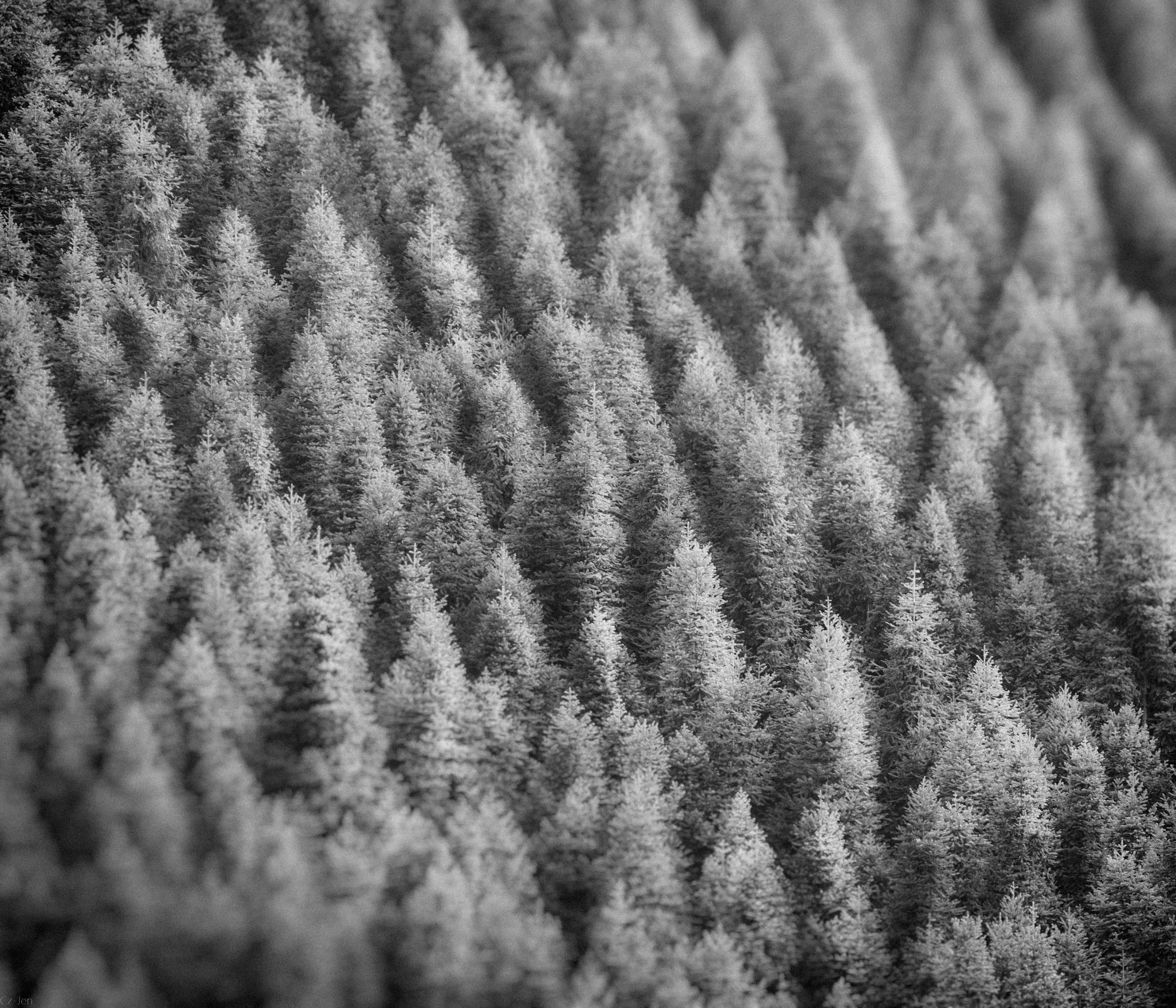A Grayscale of Trees in a Forest · Free Stock Photo