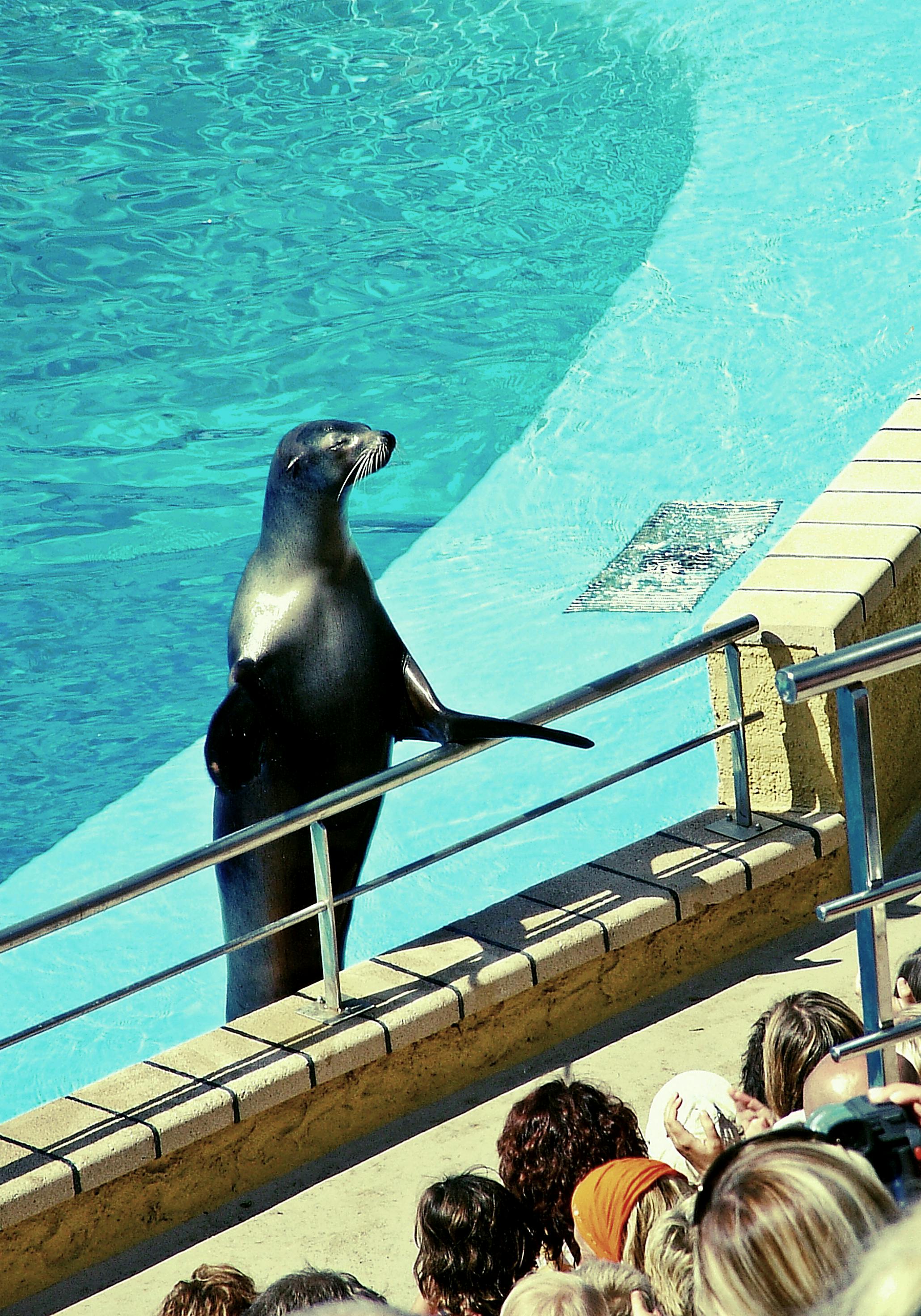 Public Pool Photos, Download The BEST Free Public Pool Stock Photos ...