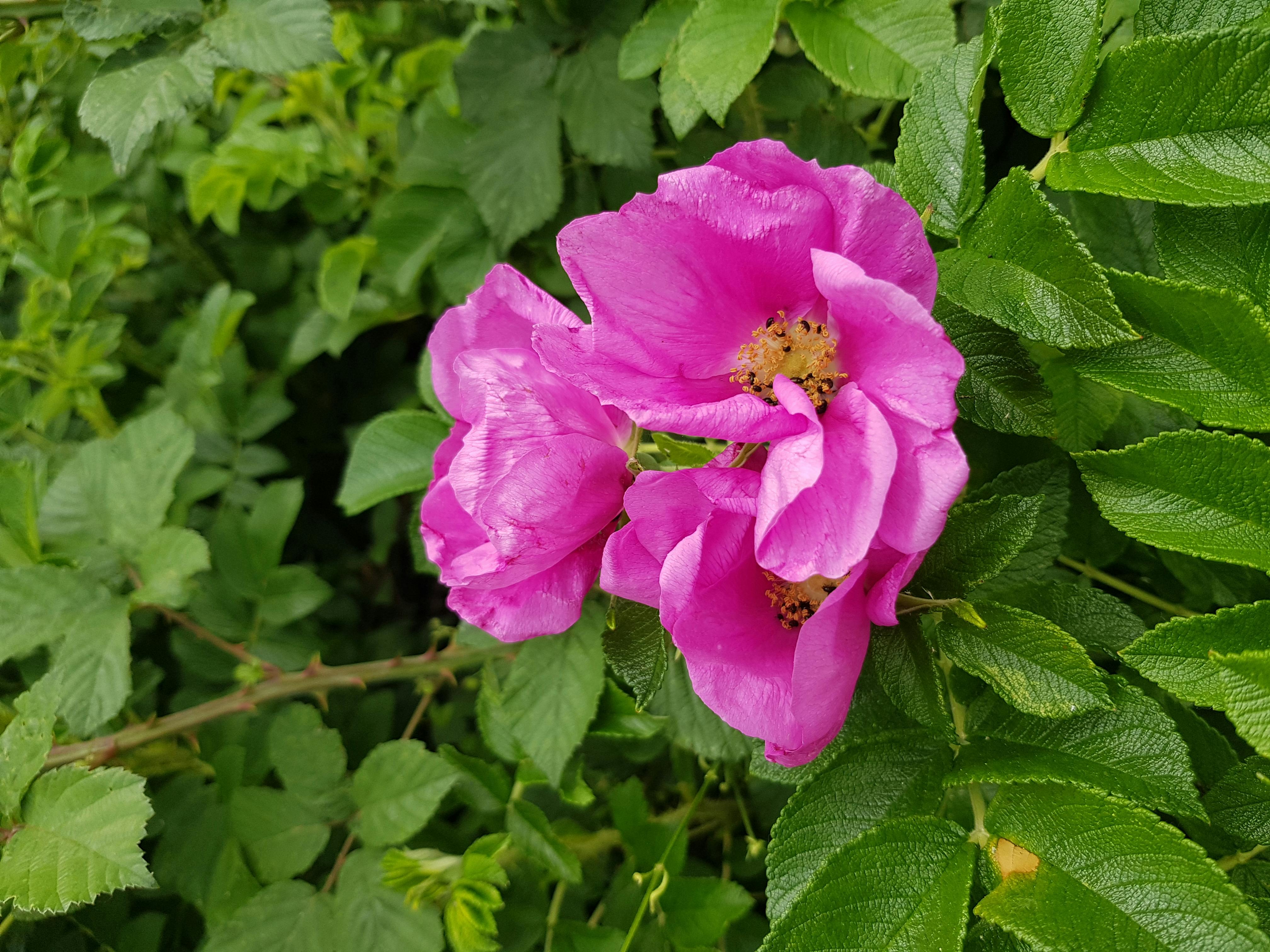 Mia Williams - 사진