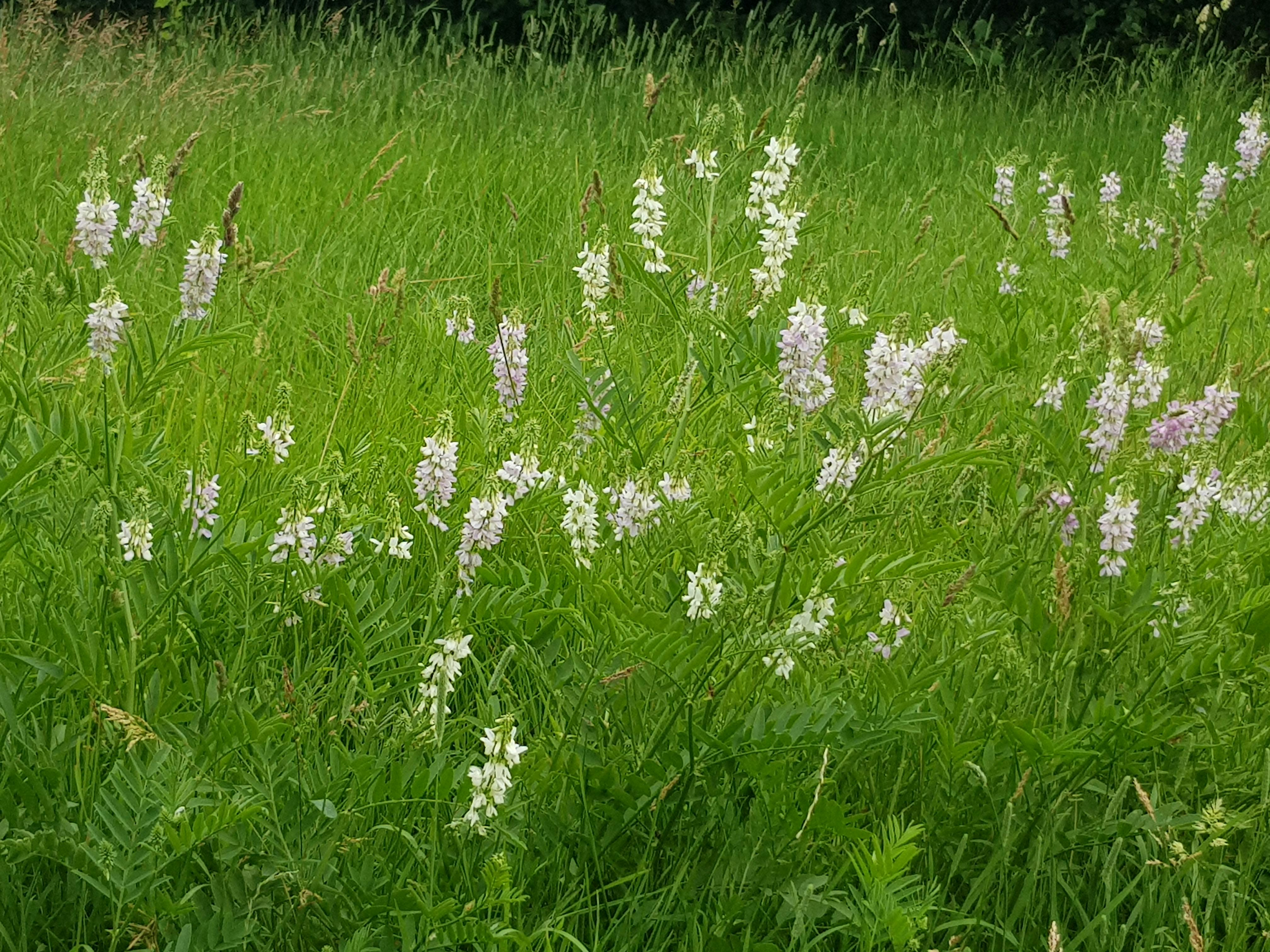 Mia Williams - 사진