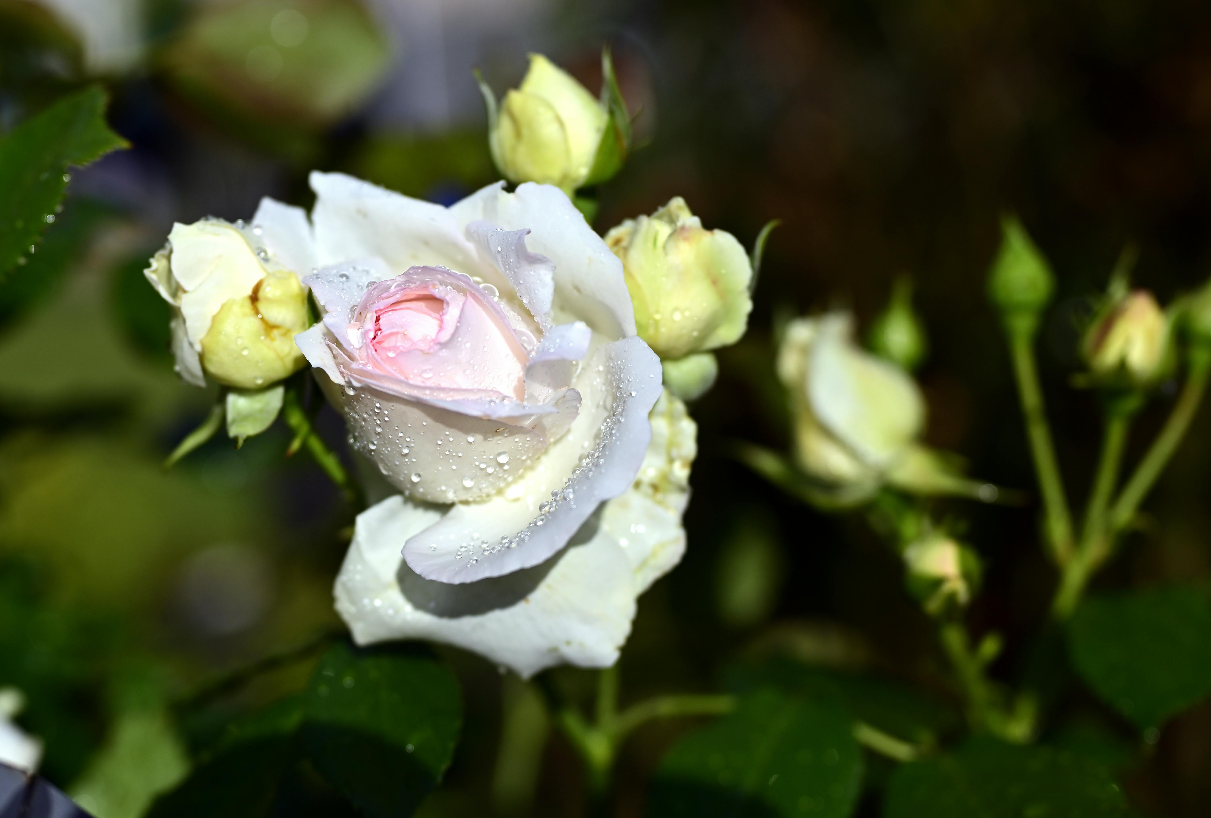 Rose in Water · Free Stock Photo
