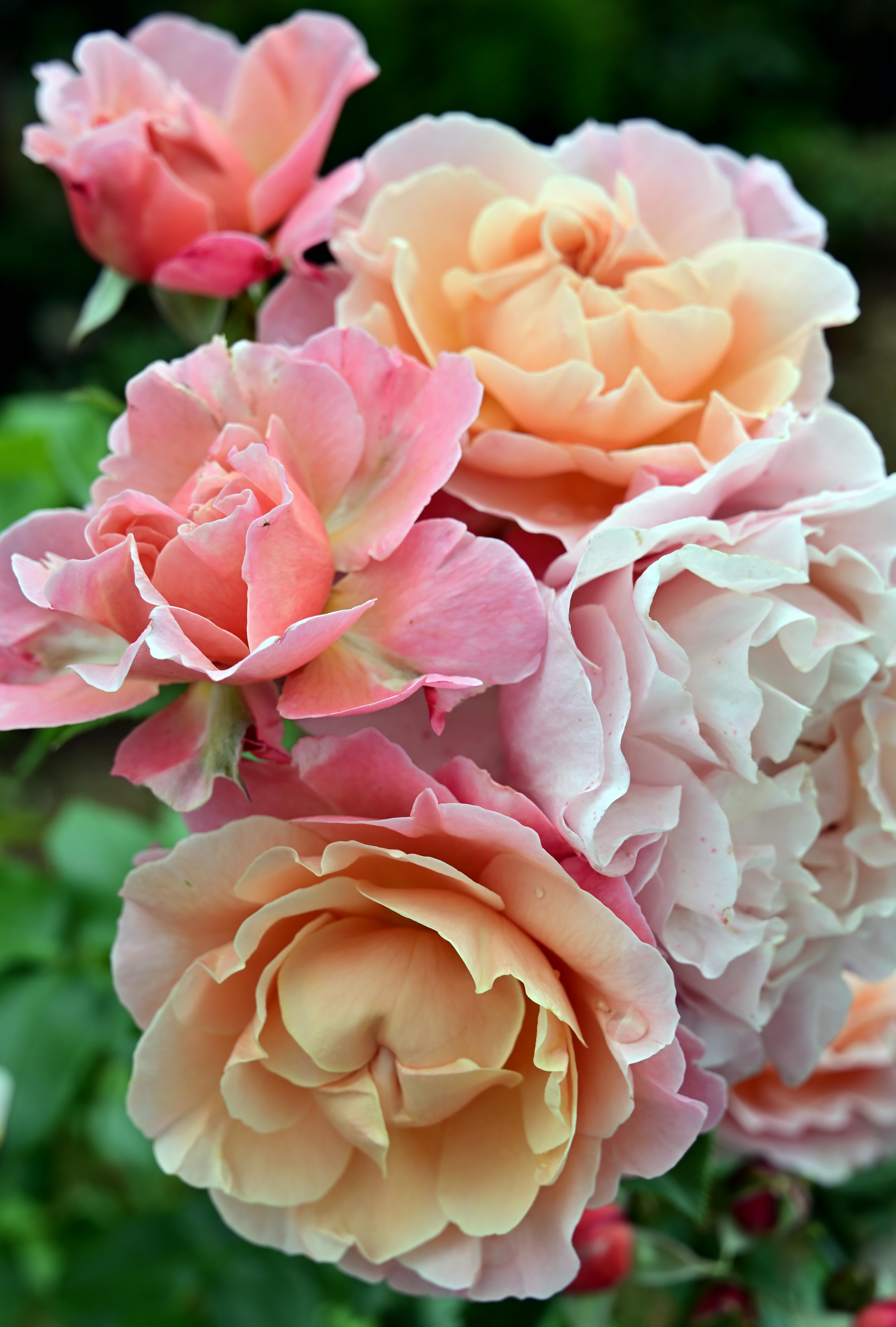 Roses in Close Up Shore · Free Stock Photo