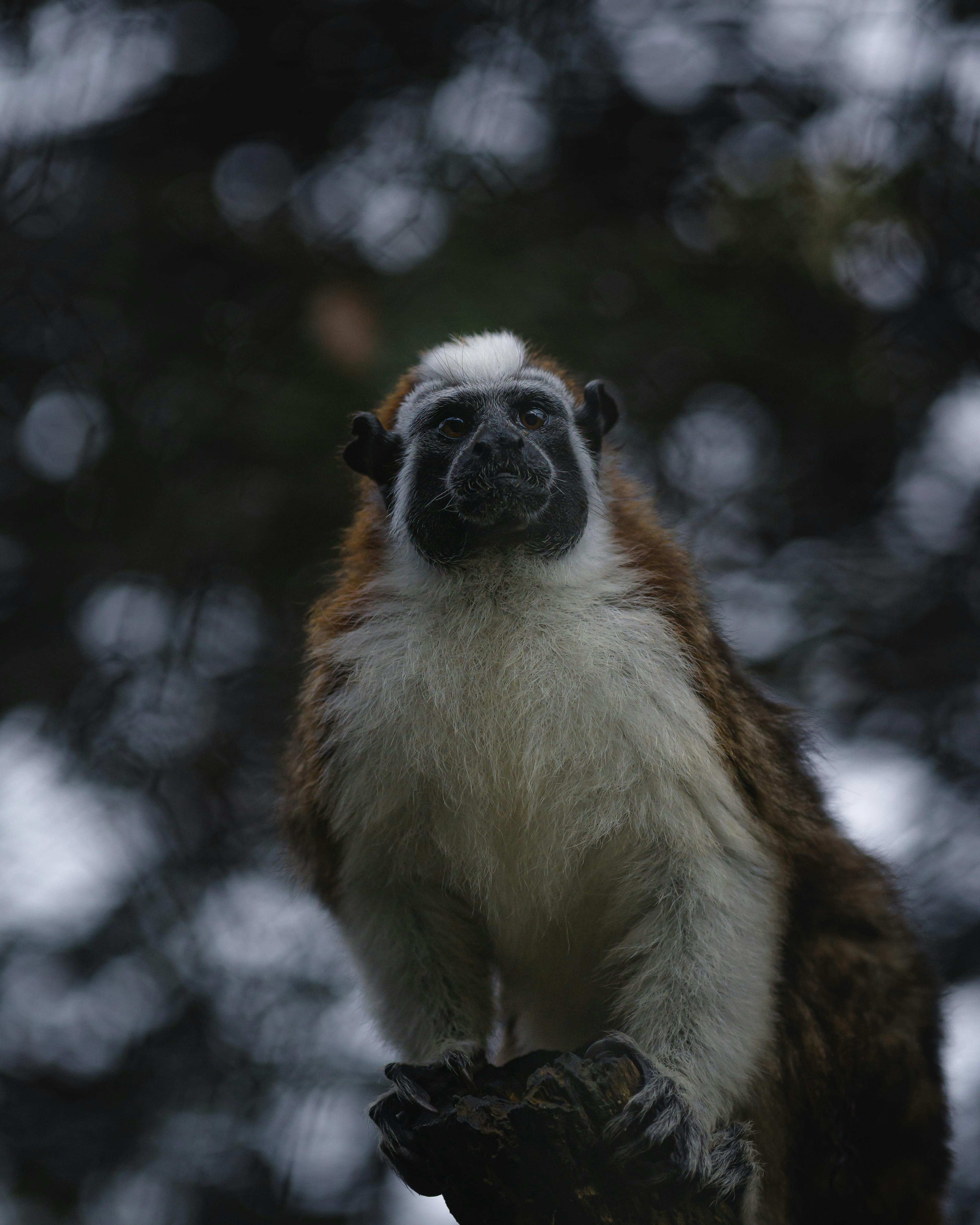 White and Brown Monkey in Close Up Shot · Free Stock Photo