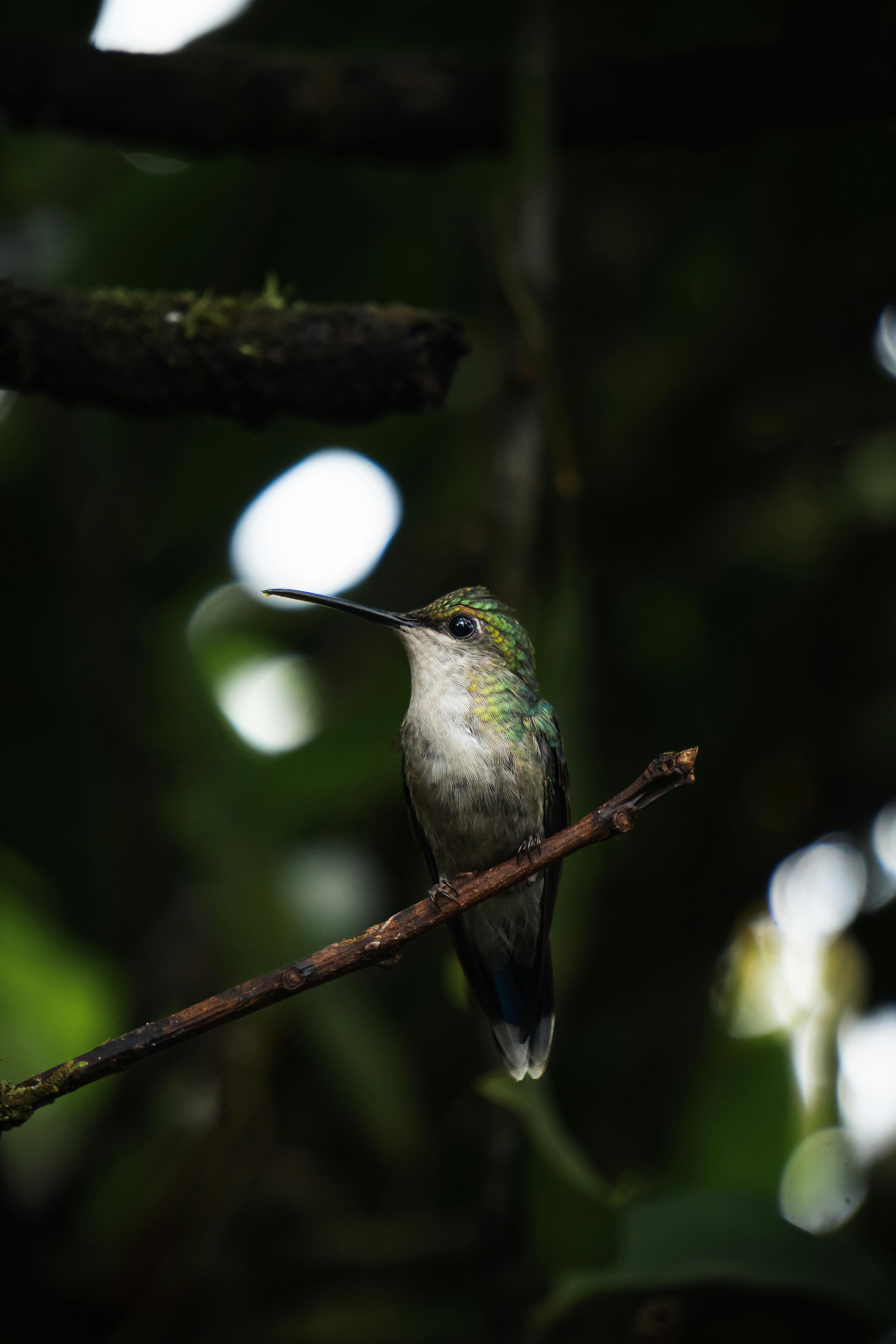 The Puerto Rican Emerald Hummingbird Perched on a Stem · Free Stock Photo
