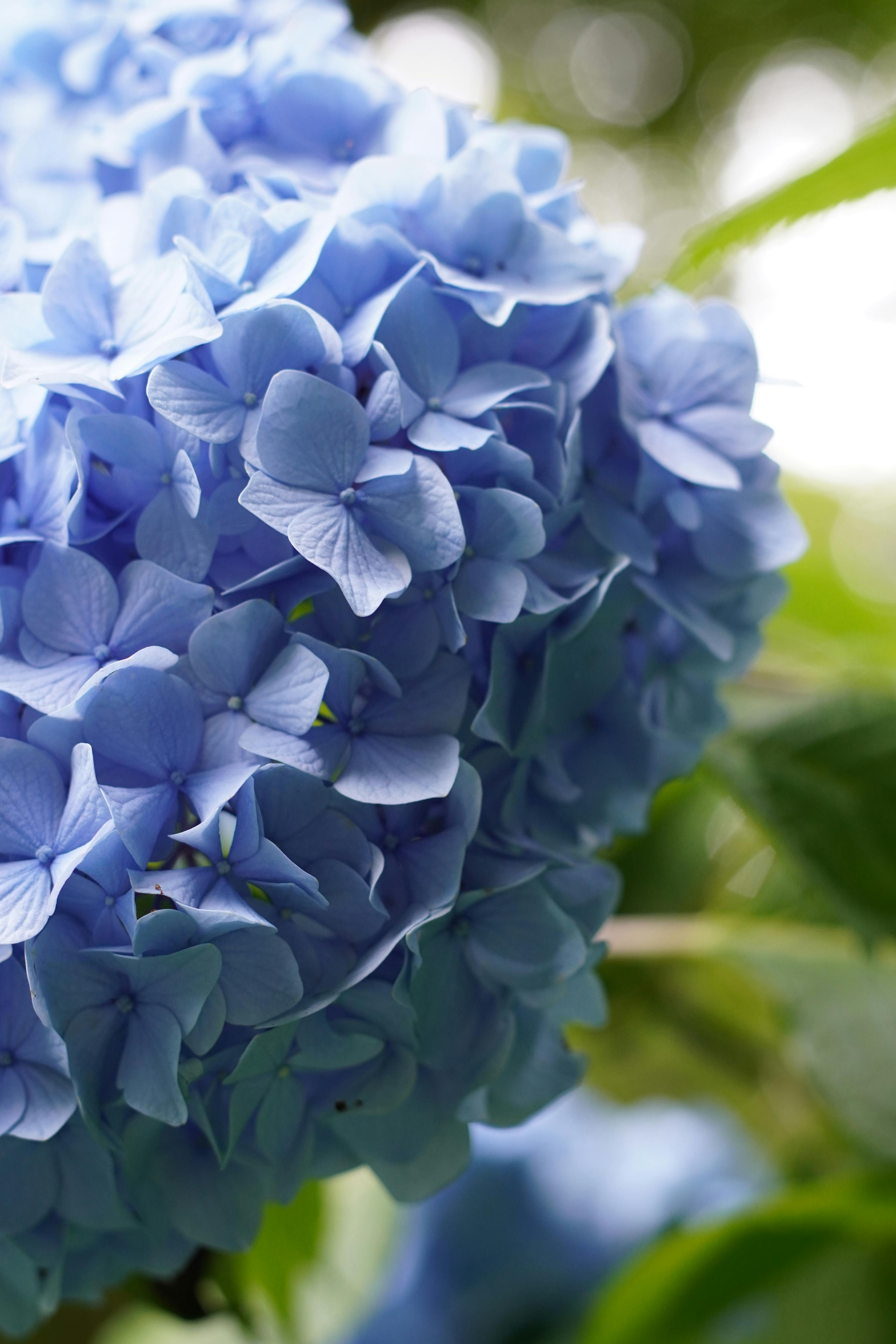 Blue Hydrangeas with Green Leaves · Free Stock Photo