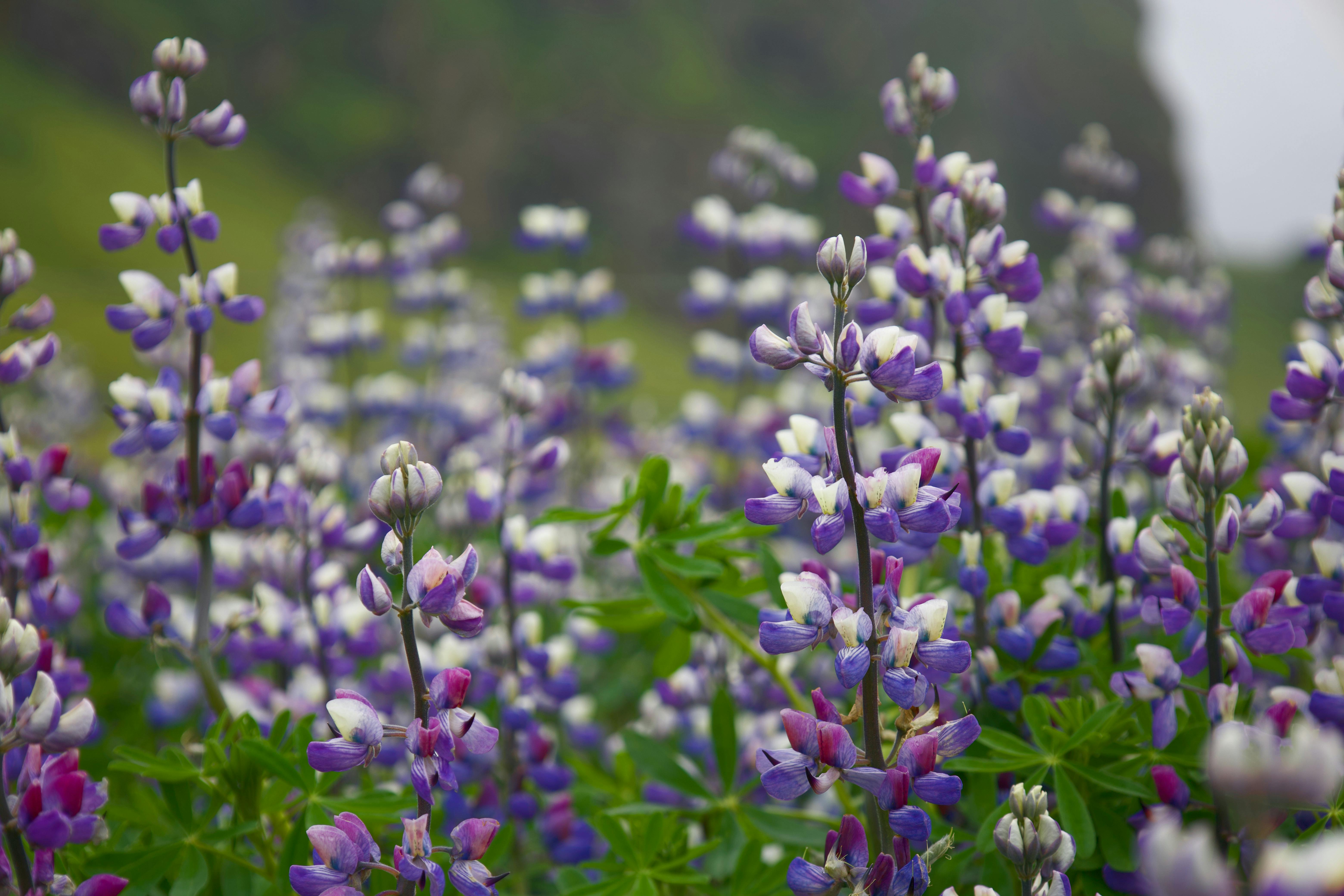 Foto de stock gratuita sobre angiospermas, enfoque selectivo, eudicots ...