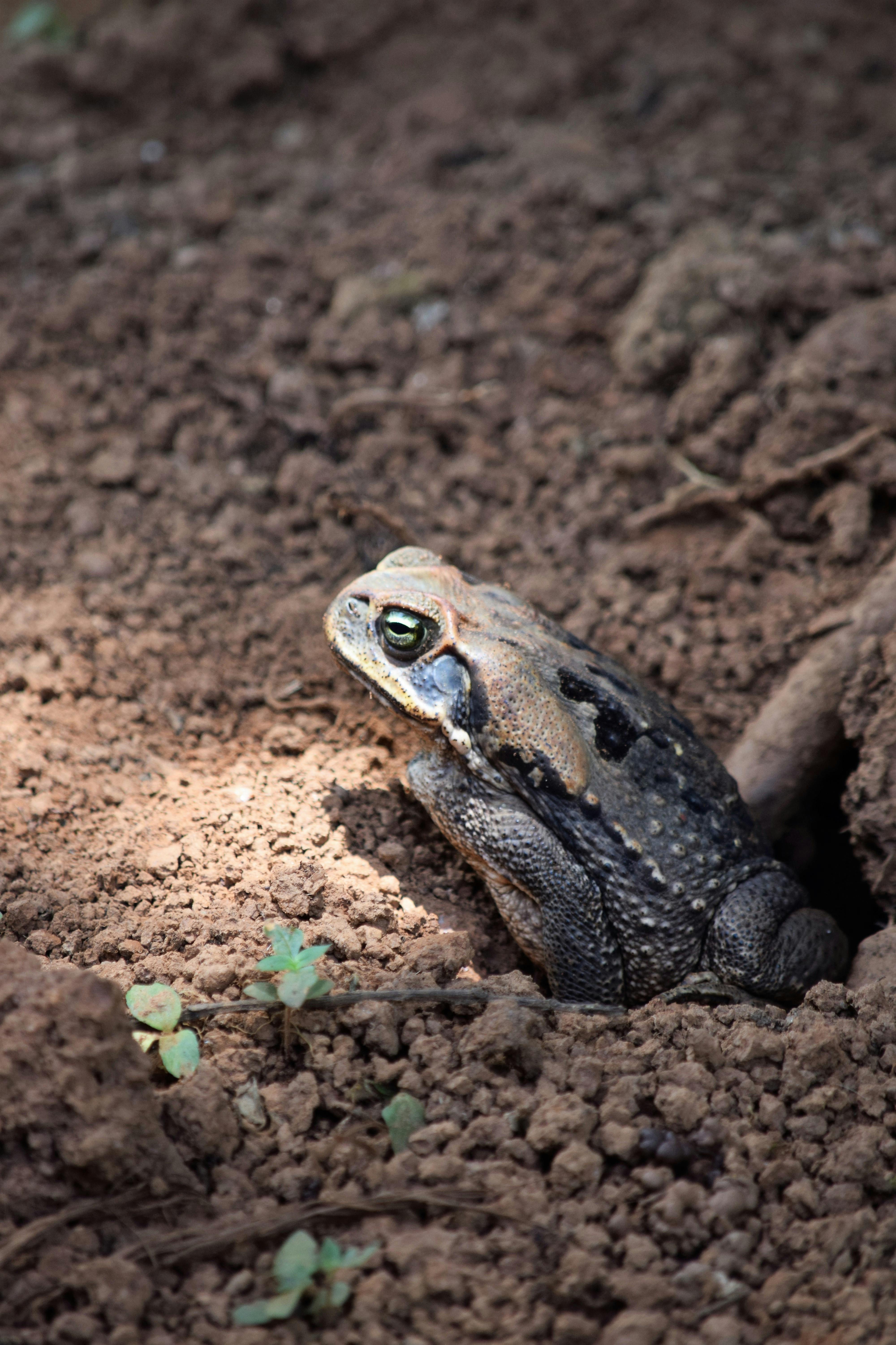 A Frog on the Ground · Free Stock Photo