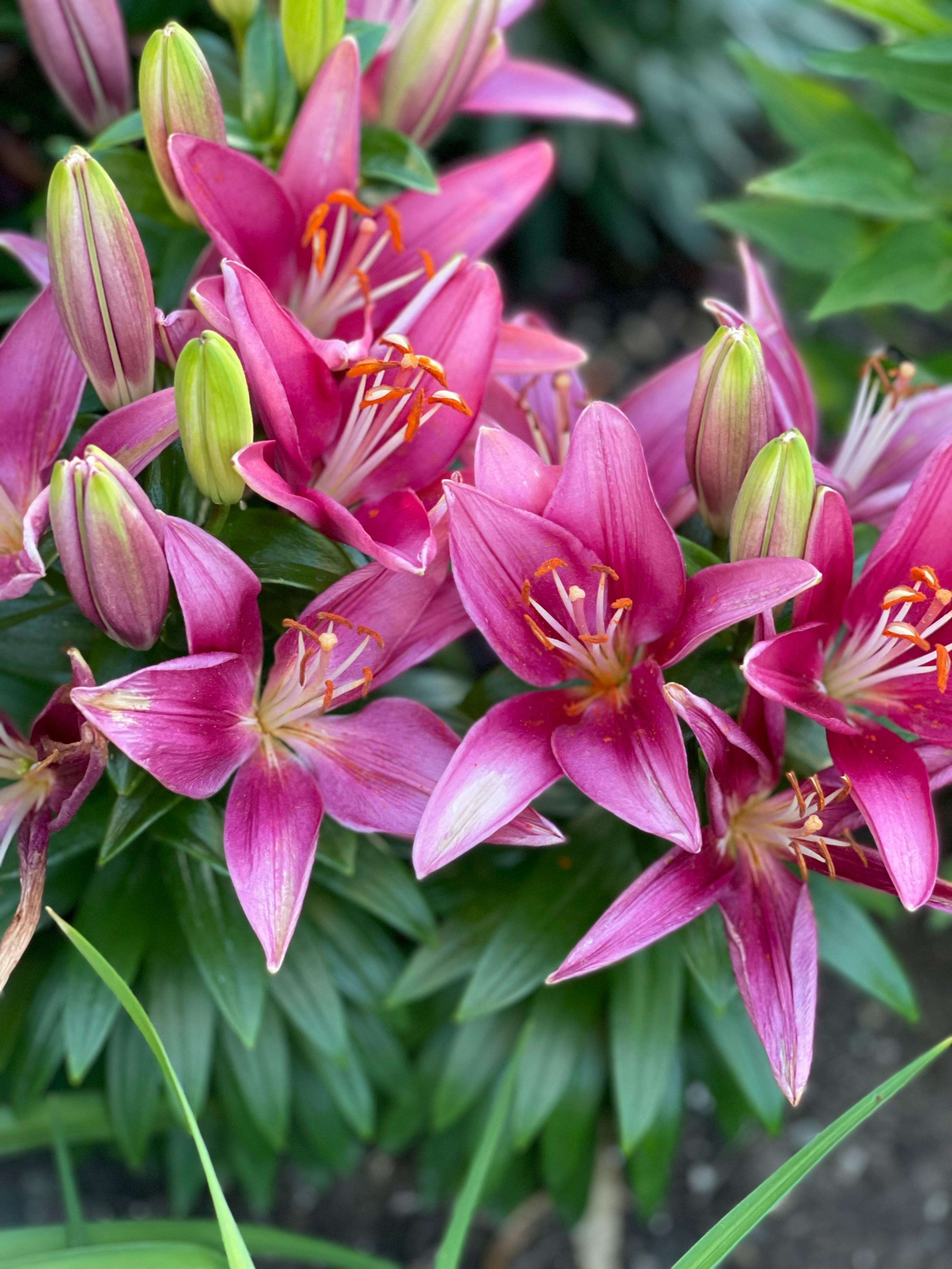 A Close-Up Shot of a Peruvian Lily Flower · Free Stock Photo