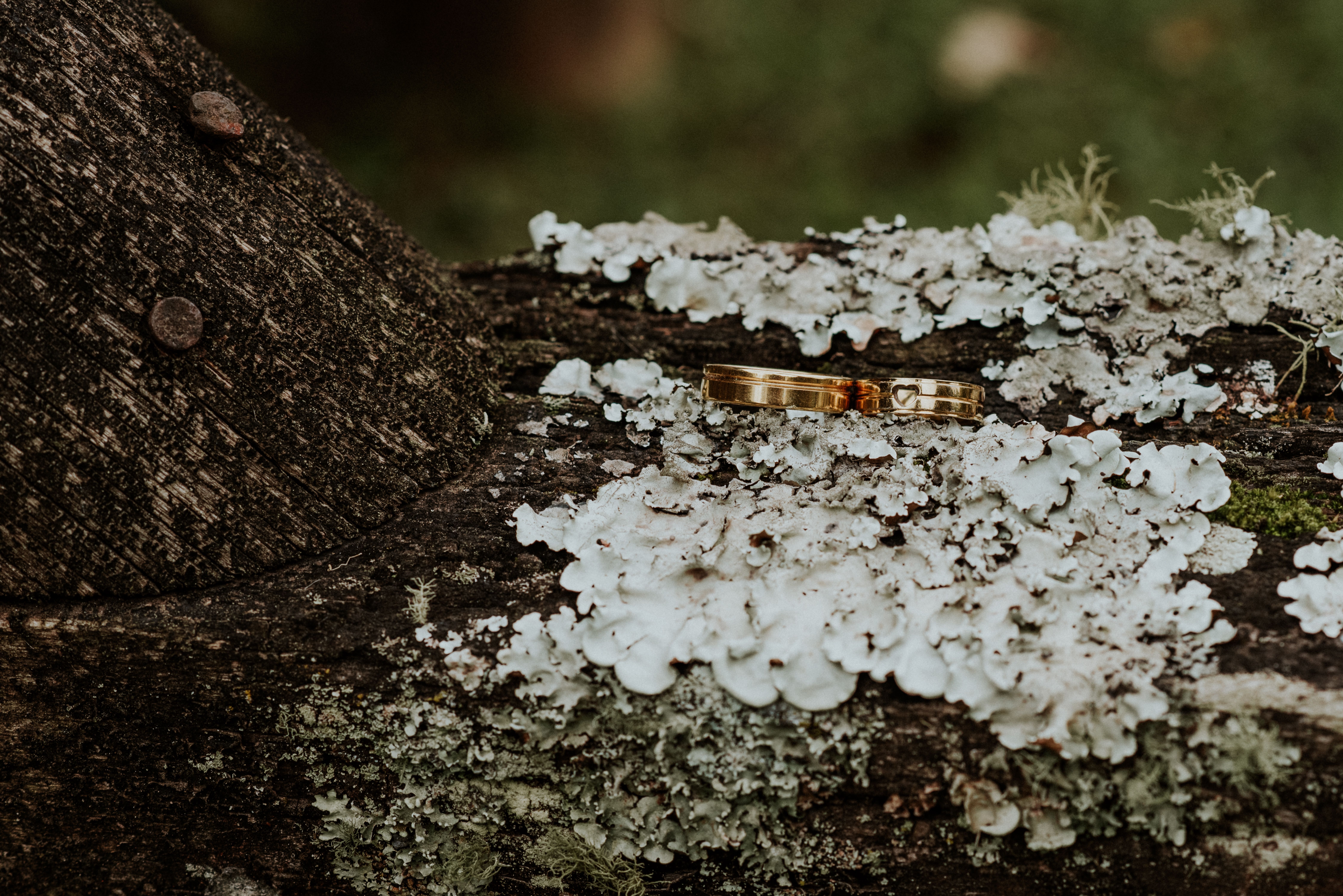 Wedding Rings on a Tree Trunk · Free Stock Photo