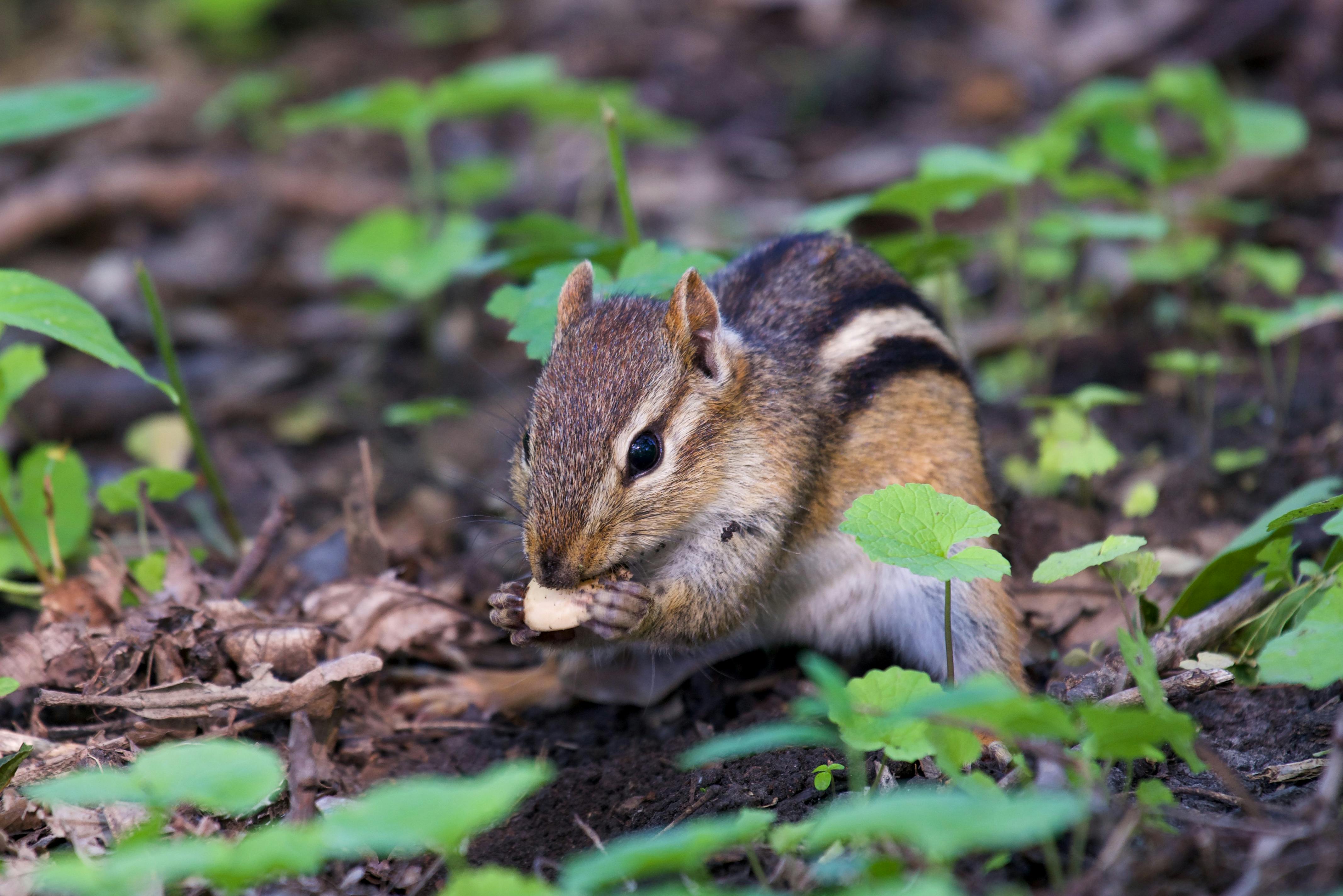 Close-Up Shot of a Chipmunk Eating · Free Stock Photo