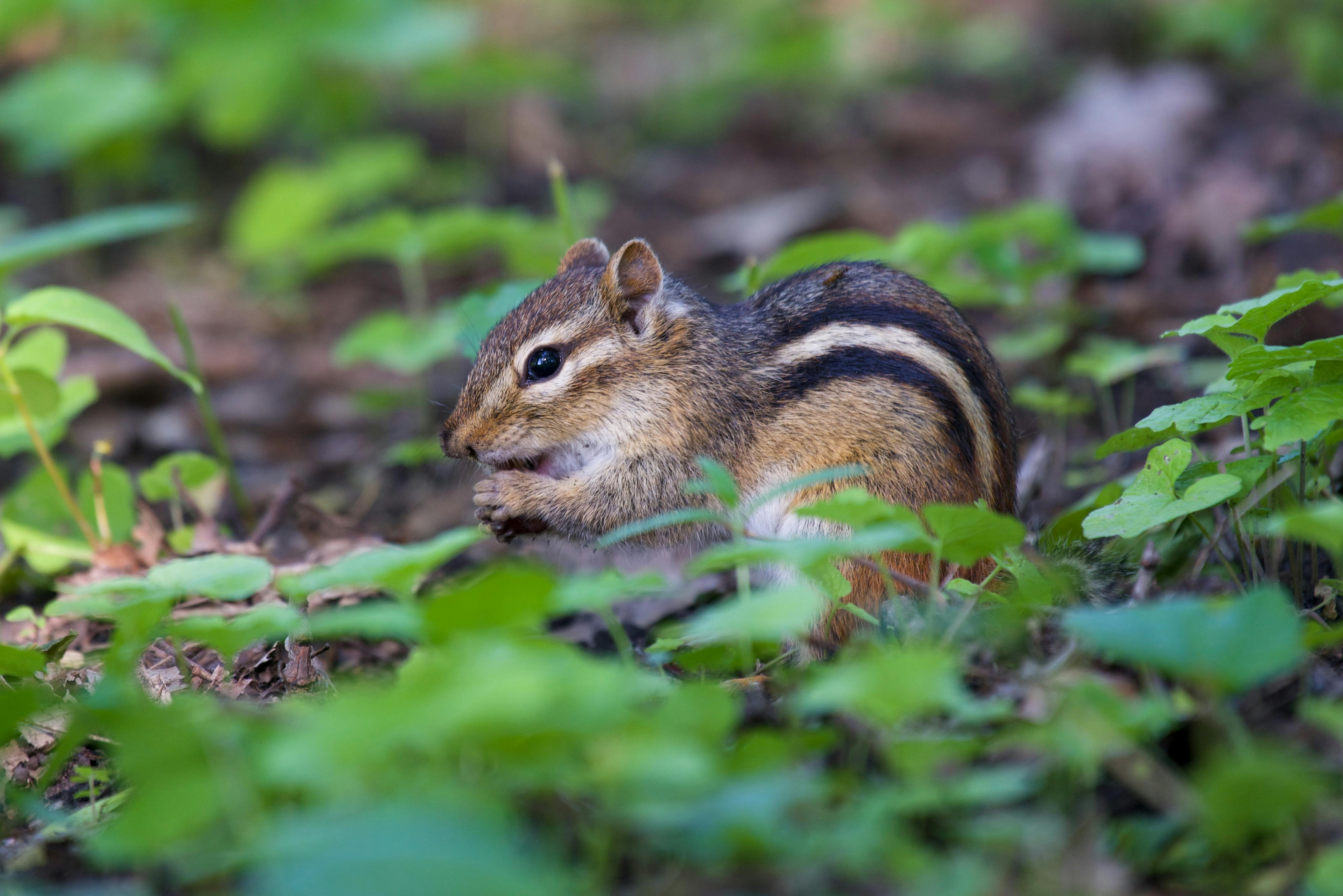 Close-Up Shot of a Chipmunk · Free Stock Photo