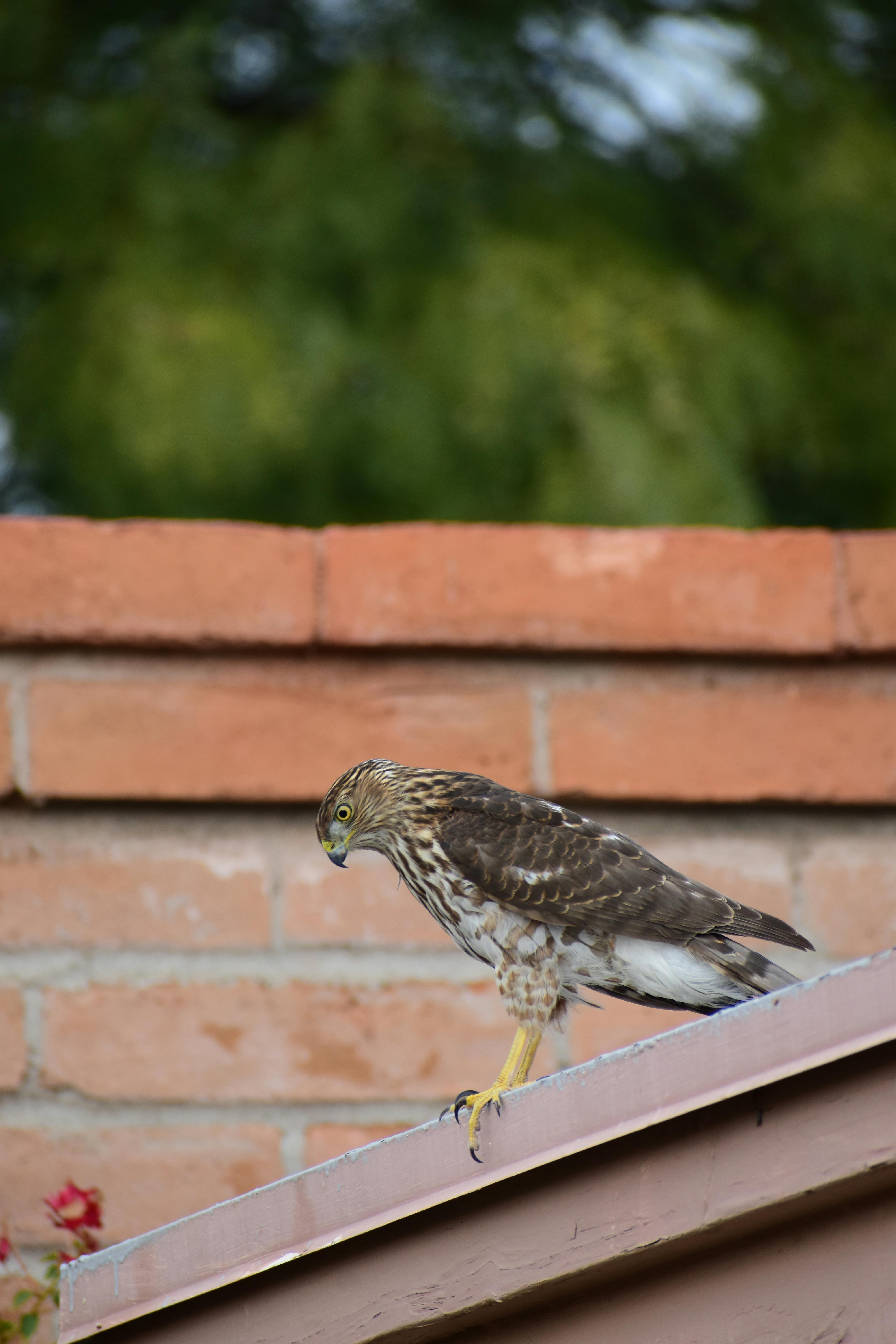 Birds On A Gutter Photos, Download The BEST Free Birds On A Gutter ...