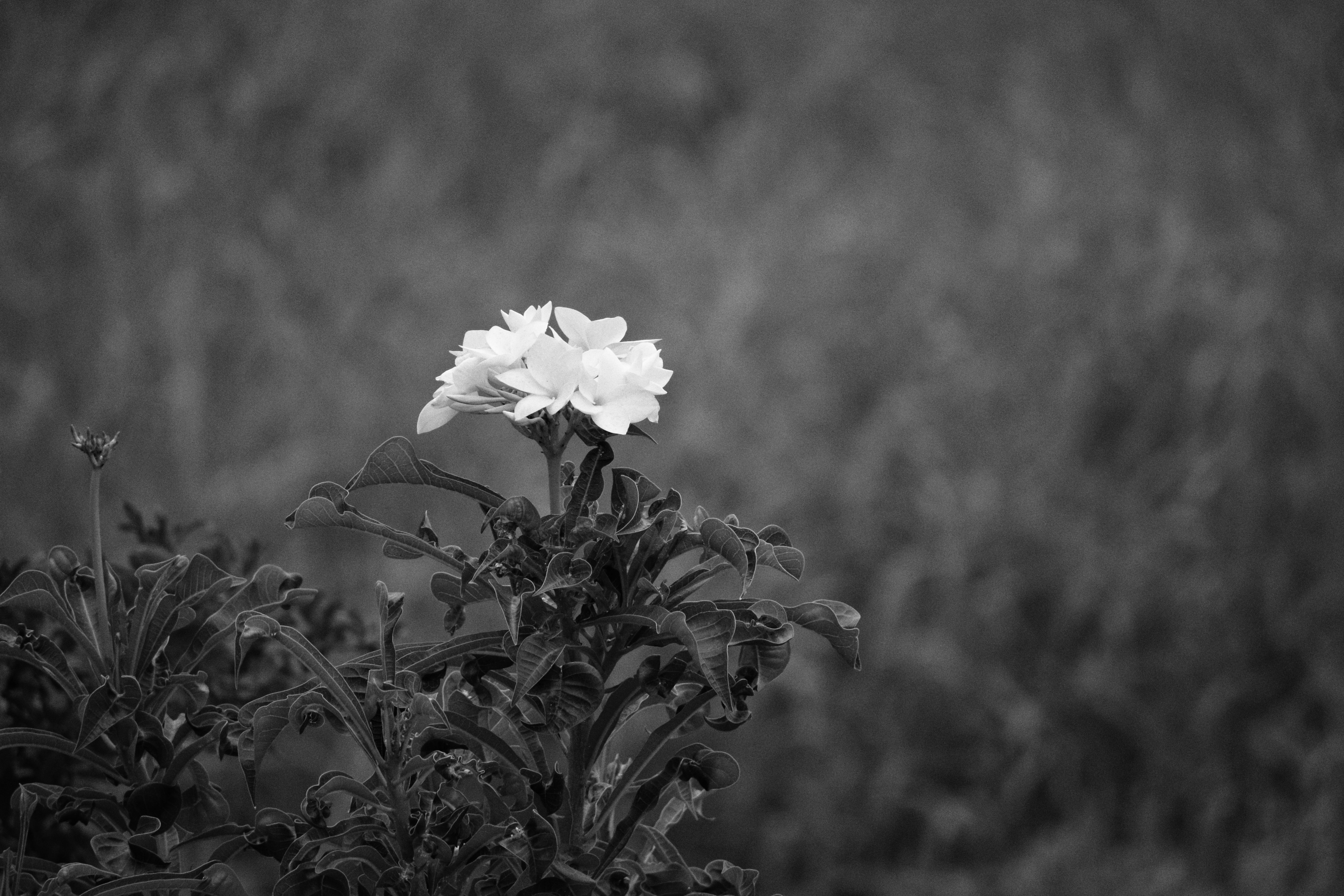 Grayscale Landscapes Photos, Download The BEST Free Grayscale ...
