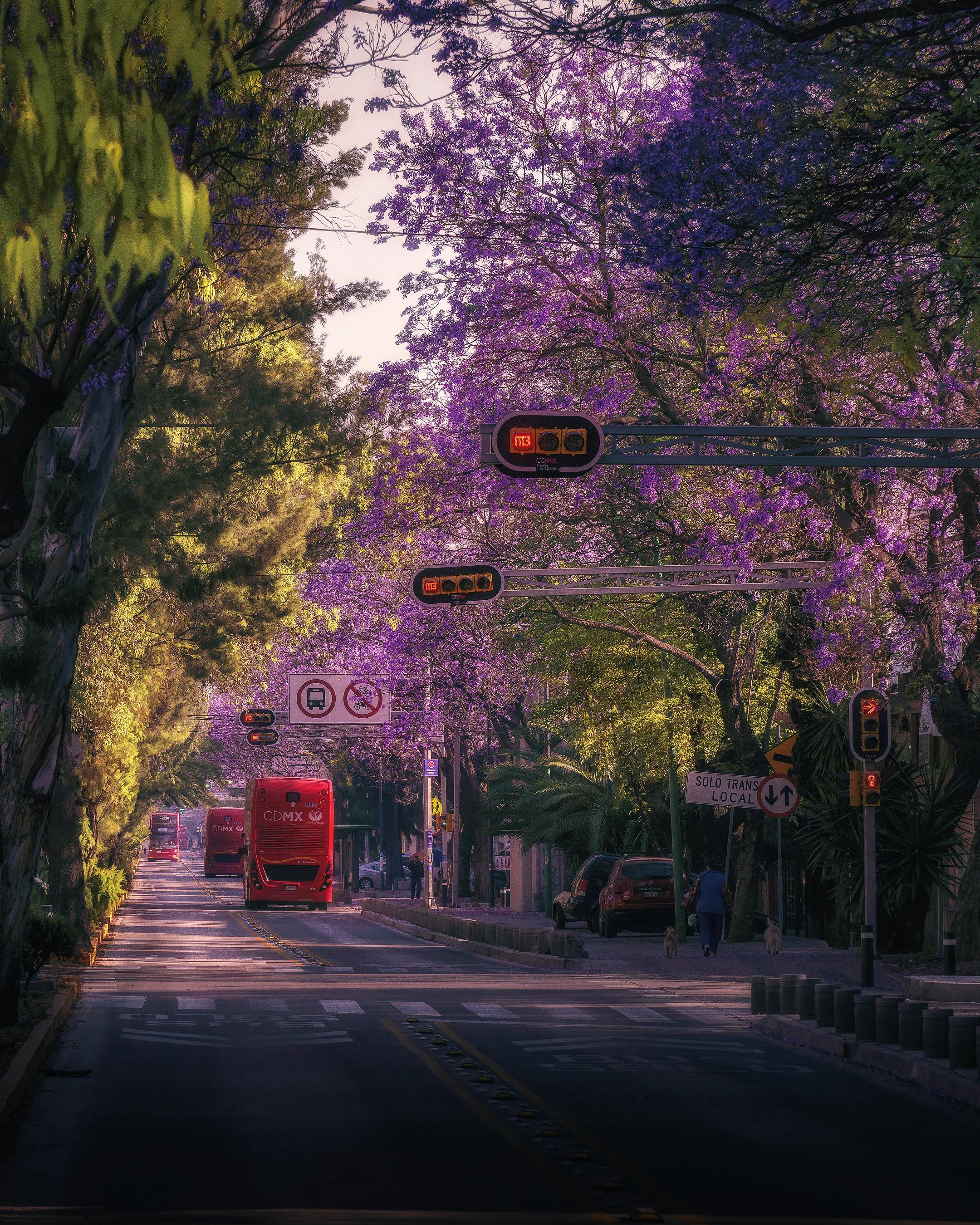 Jacaranda Photos, Download The BEST Free Jacaranda Stock Photos & HD Images