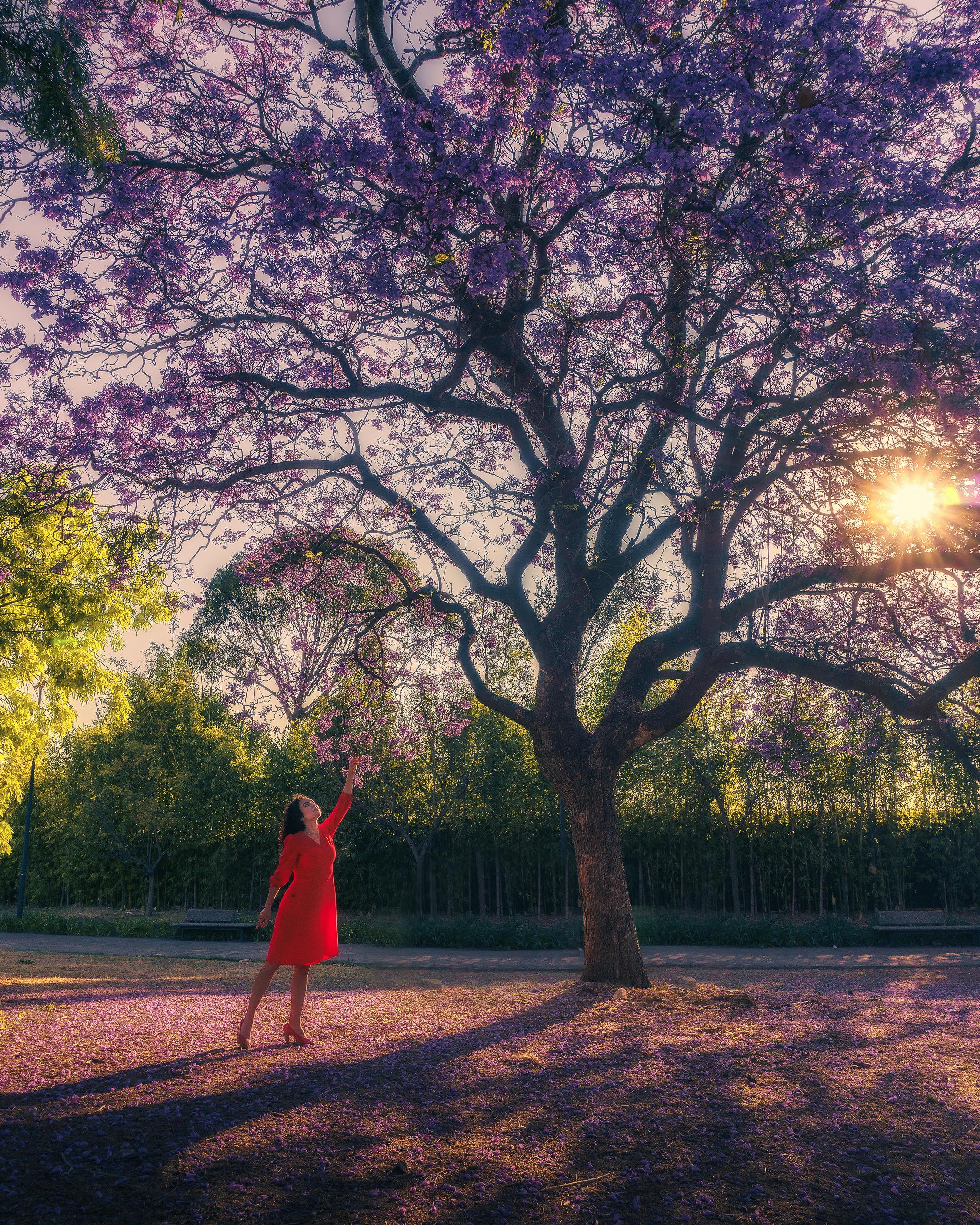 Jacaranda Tree Photos, Download The BEST Free Jacaranda Tree Stock ...