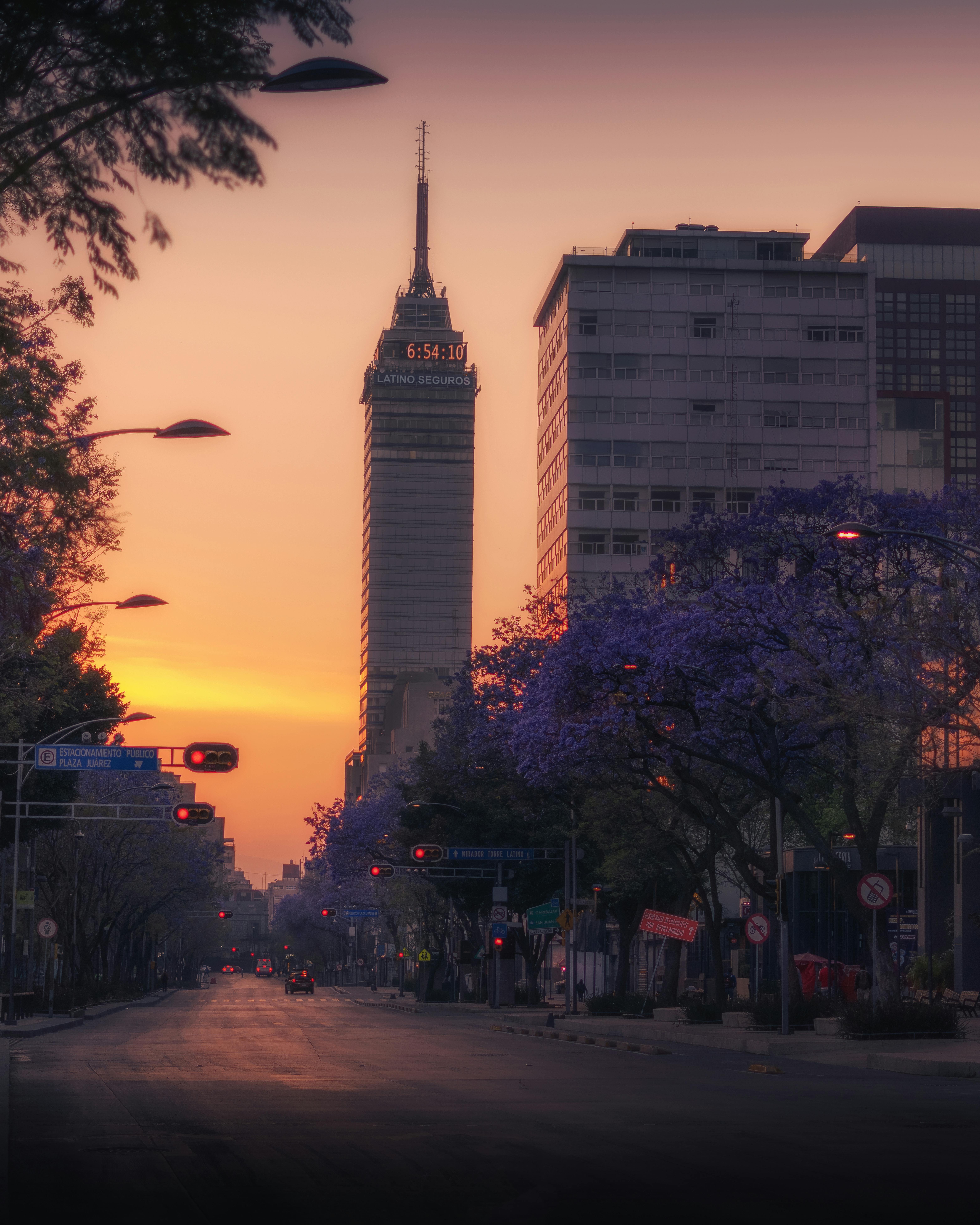 Purple Trees on Street in Mexico City in Spring · Free Stock Photo
