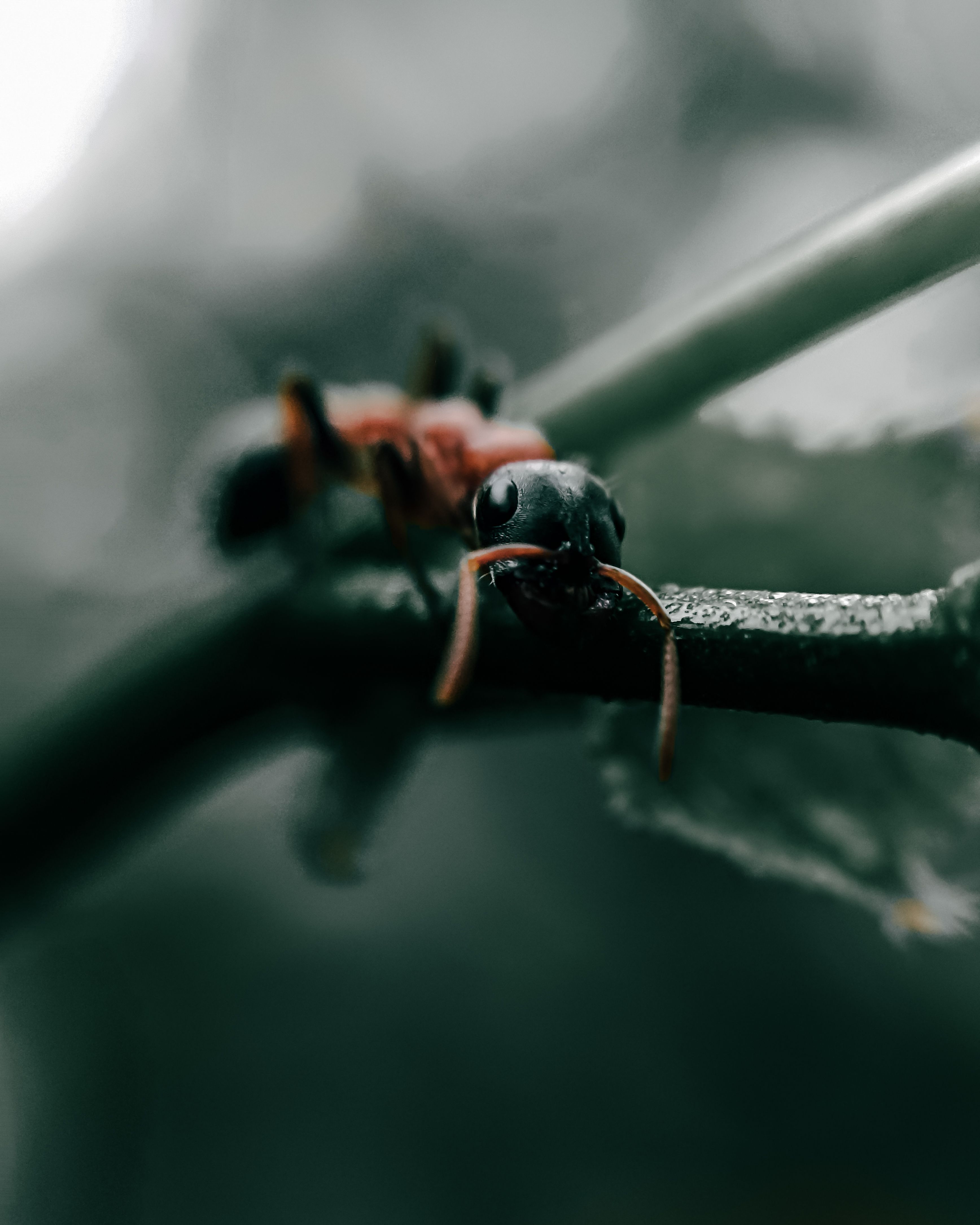 A Black Ant and a Nettle Weevil · Free Stock Photo