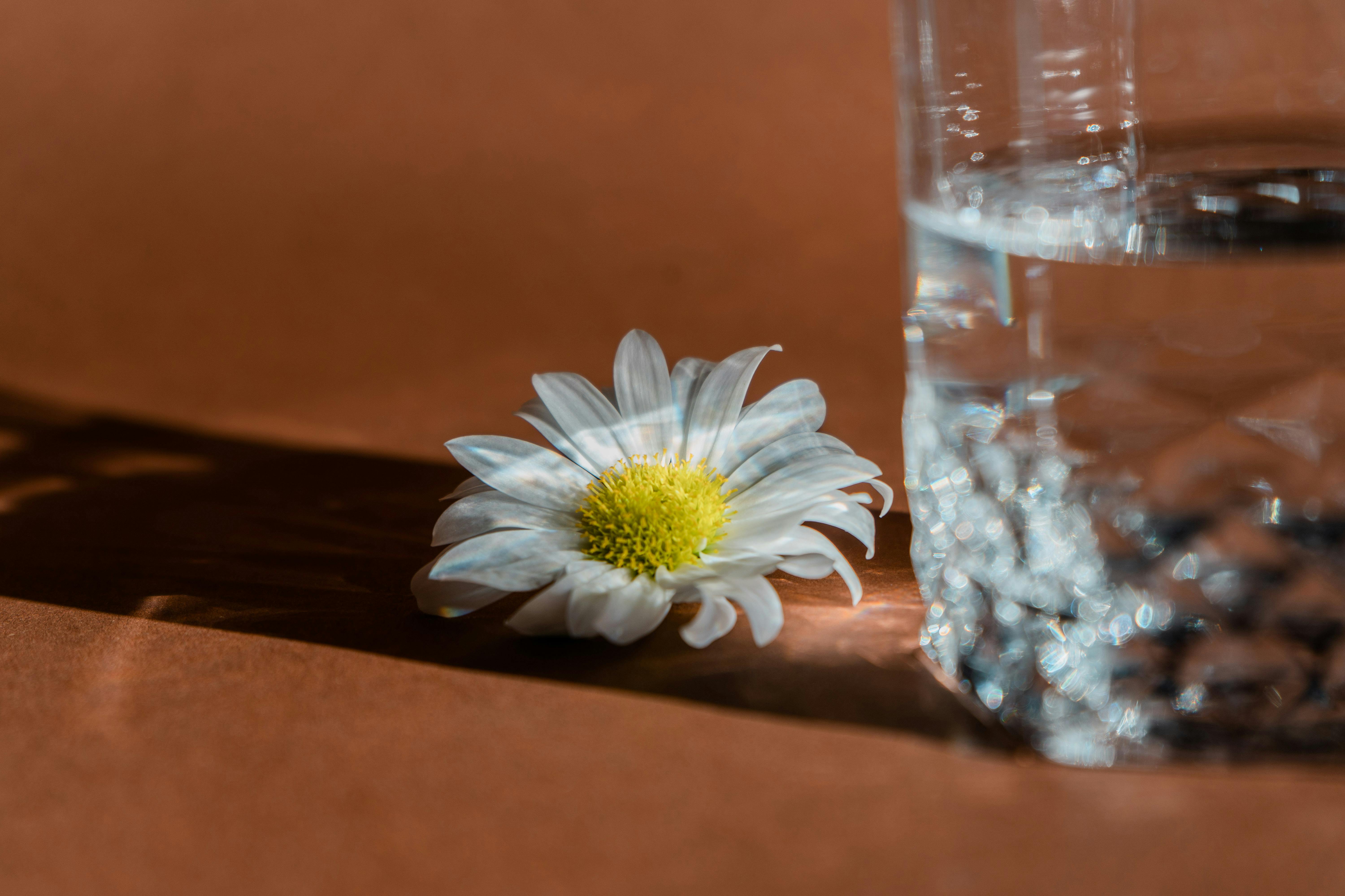 White Daisy Flower on the Table · Free Stock Photo