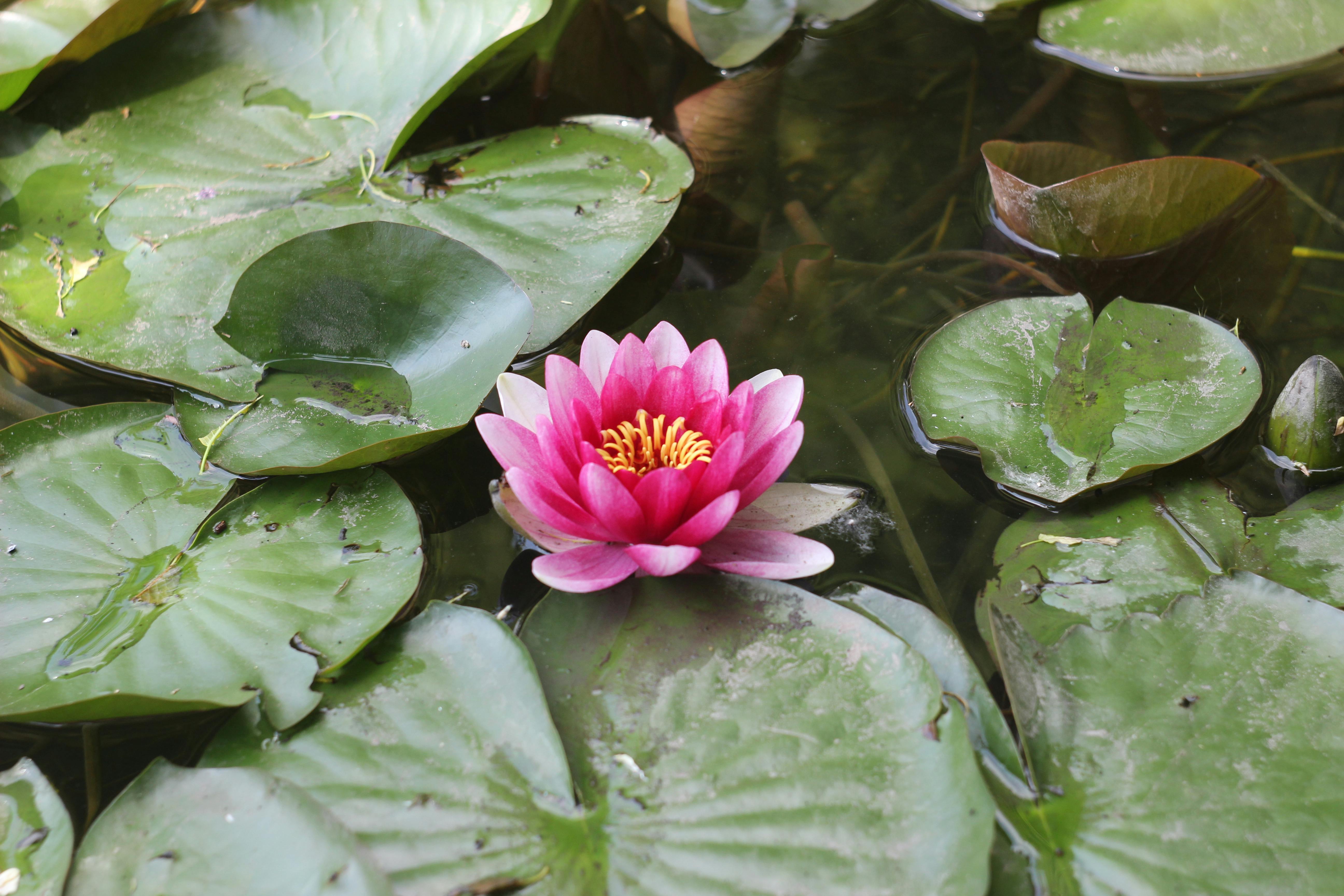 Photo of a Pink Water Lily · Free Stock Photo