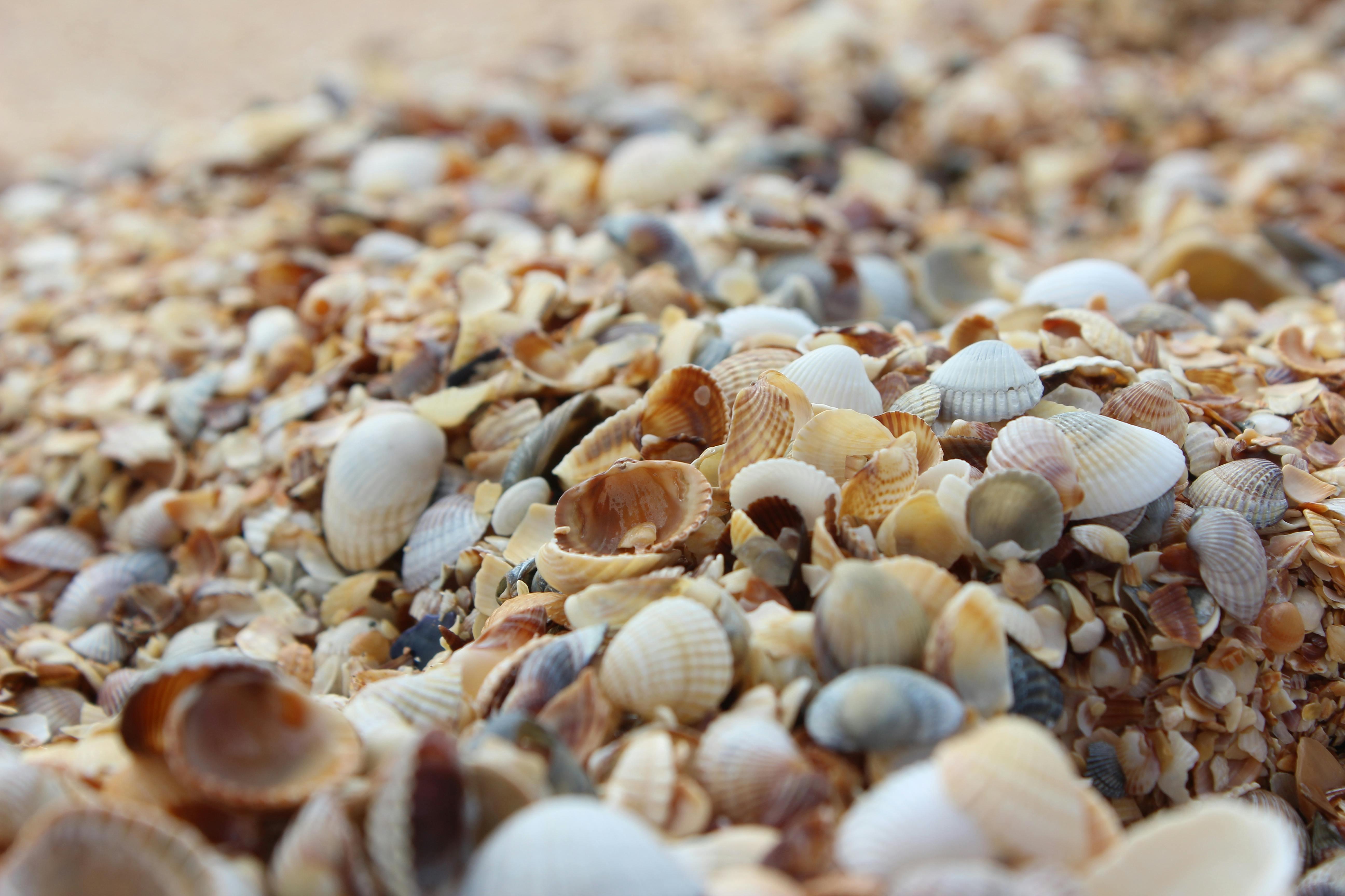 Seashells in Close Up Shot · Free Stock Photo