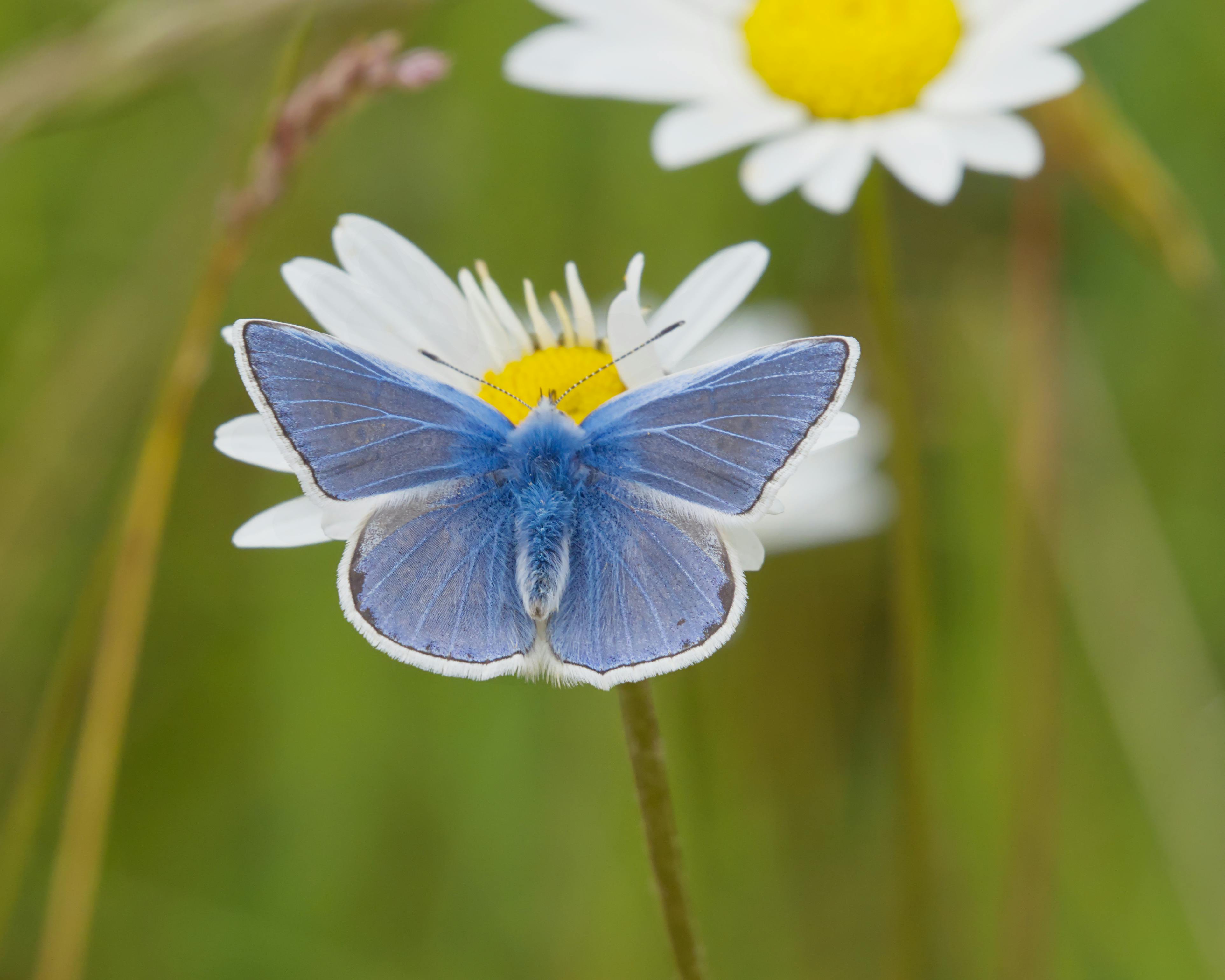 Blue Butterfly in Close Up Shot · Free Stock Photo