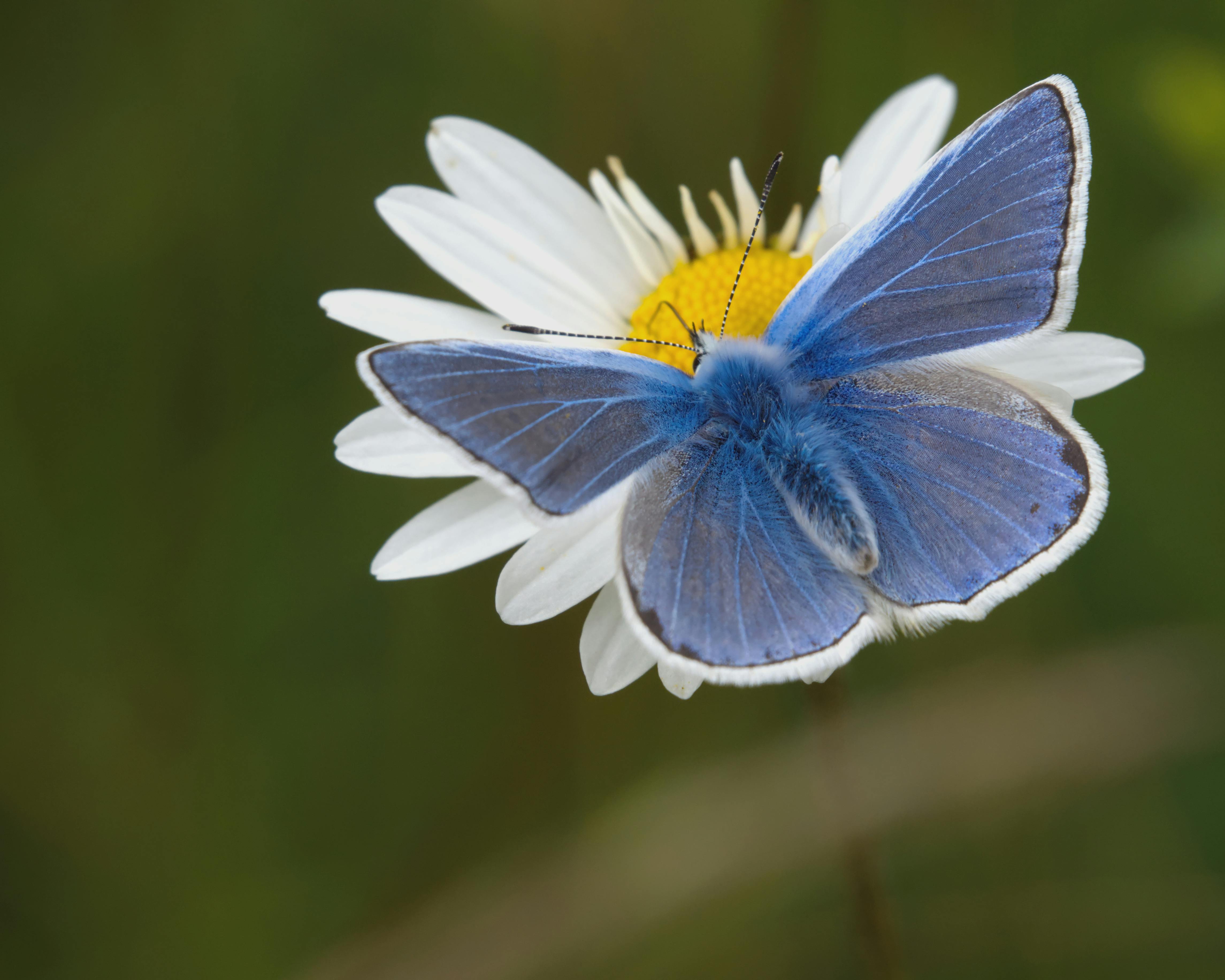 69,619+ Best Free Blue butterfly Stock Photos & Images · 100% Royalty ...