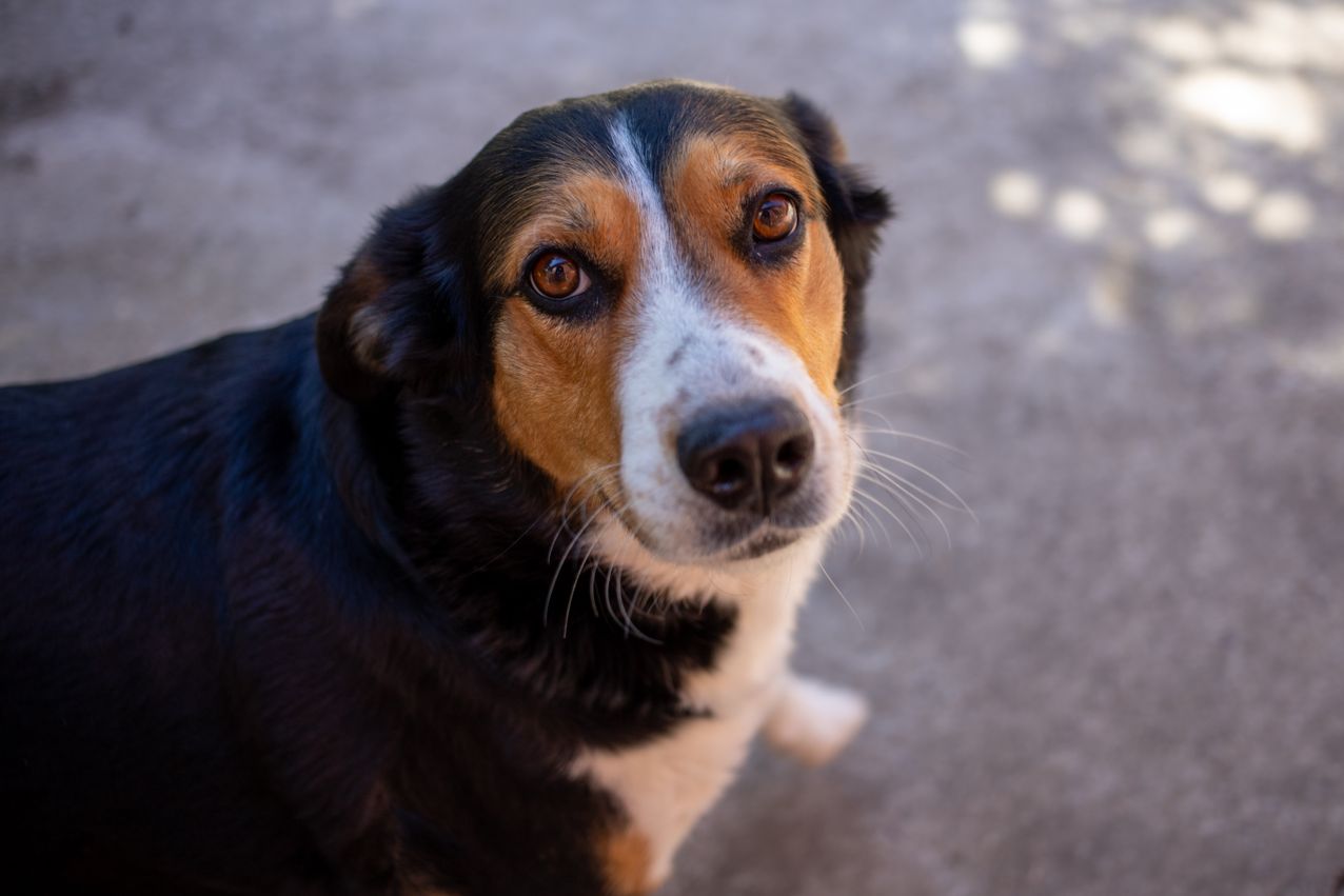 Uncovering the Origins of Kurī: Ancient Māori Dog Breed