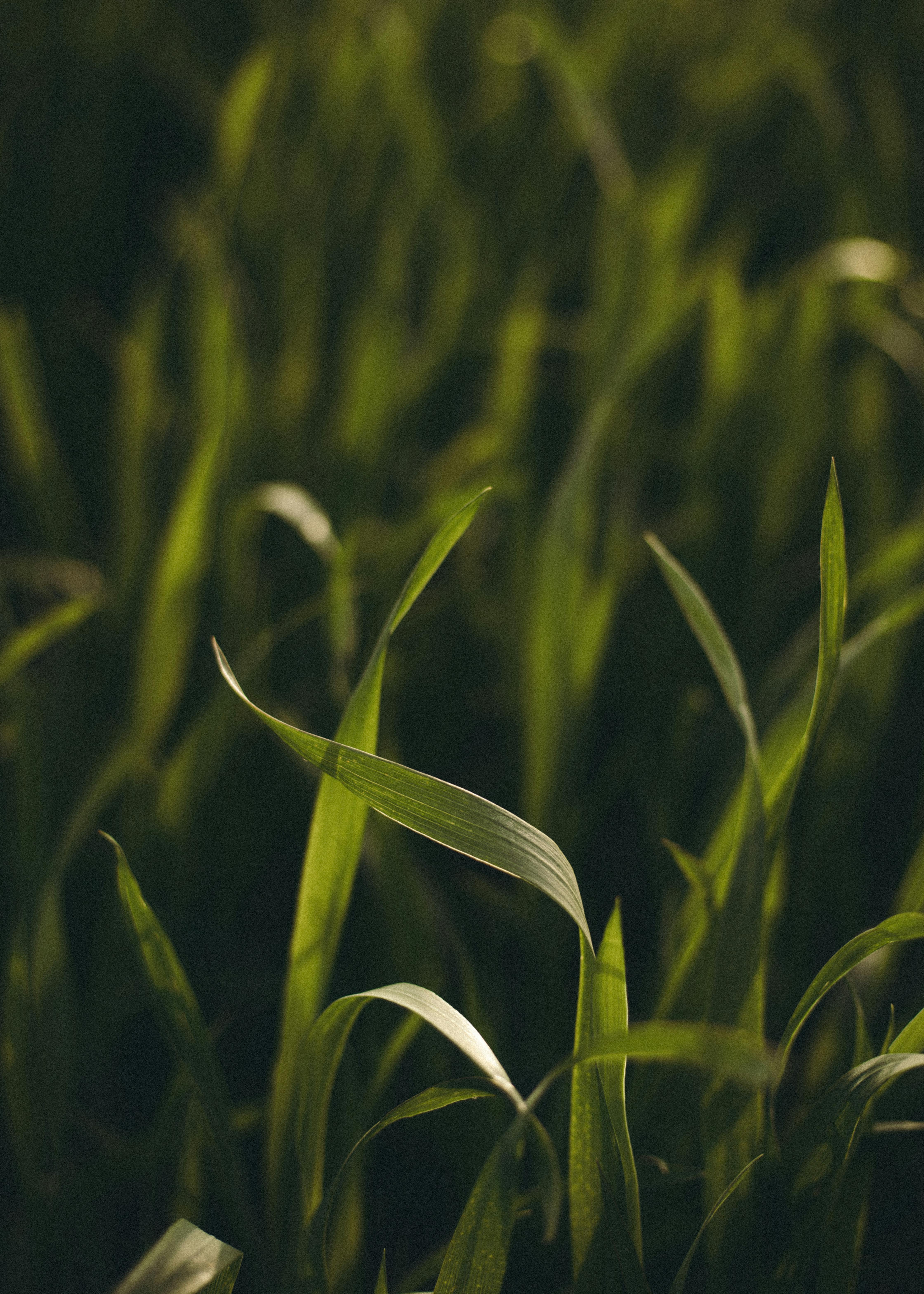 Grass in Close Up Photography · Free Stock Photo