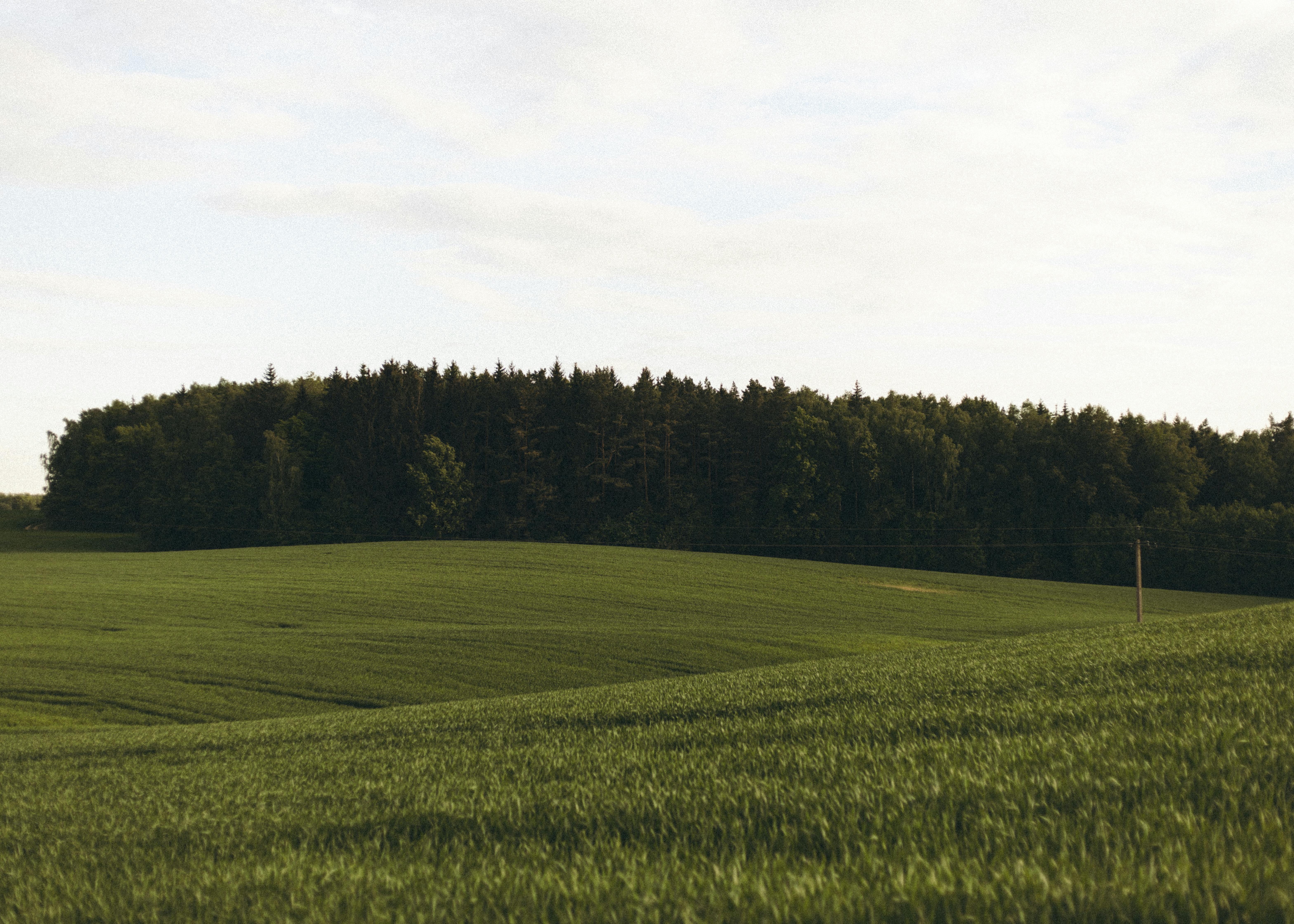 Green Leafed Grass Field · Free Stock Photo