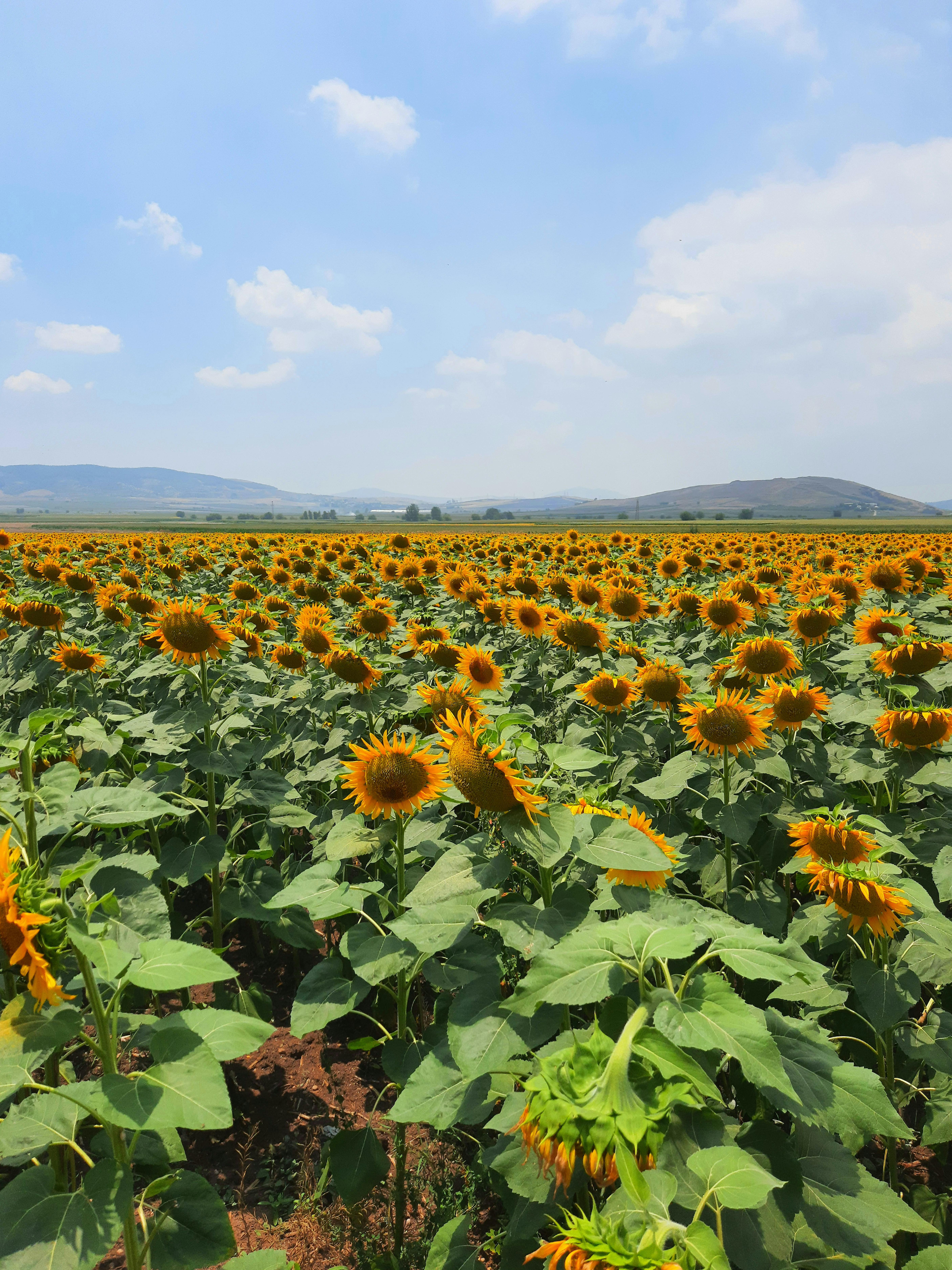 Sunflowers in Bloom · Free Stock Photo