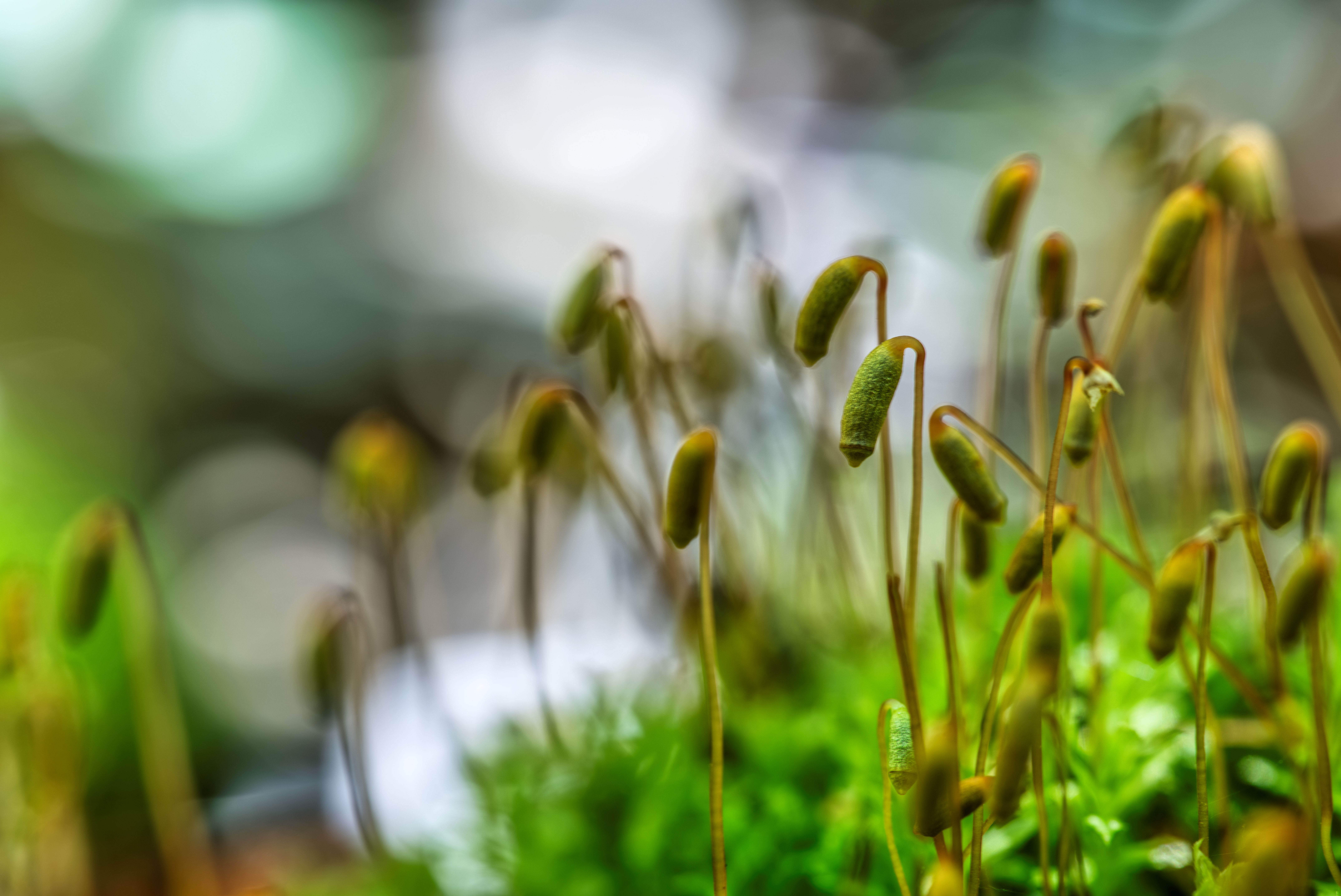 Green Moss and Wild Plants in Close Up Photography · Free Stock Photo