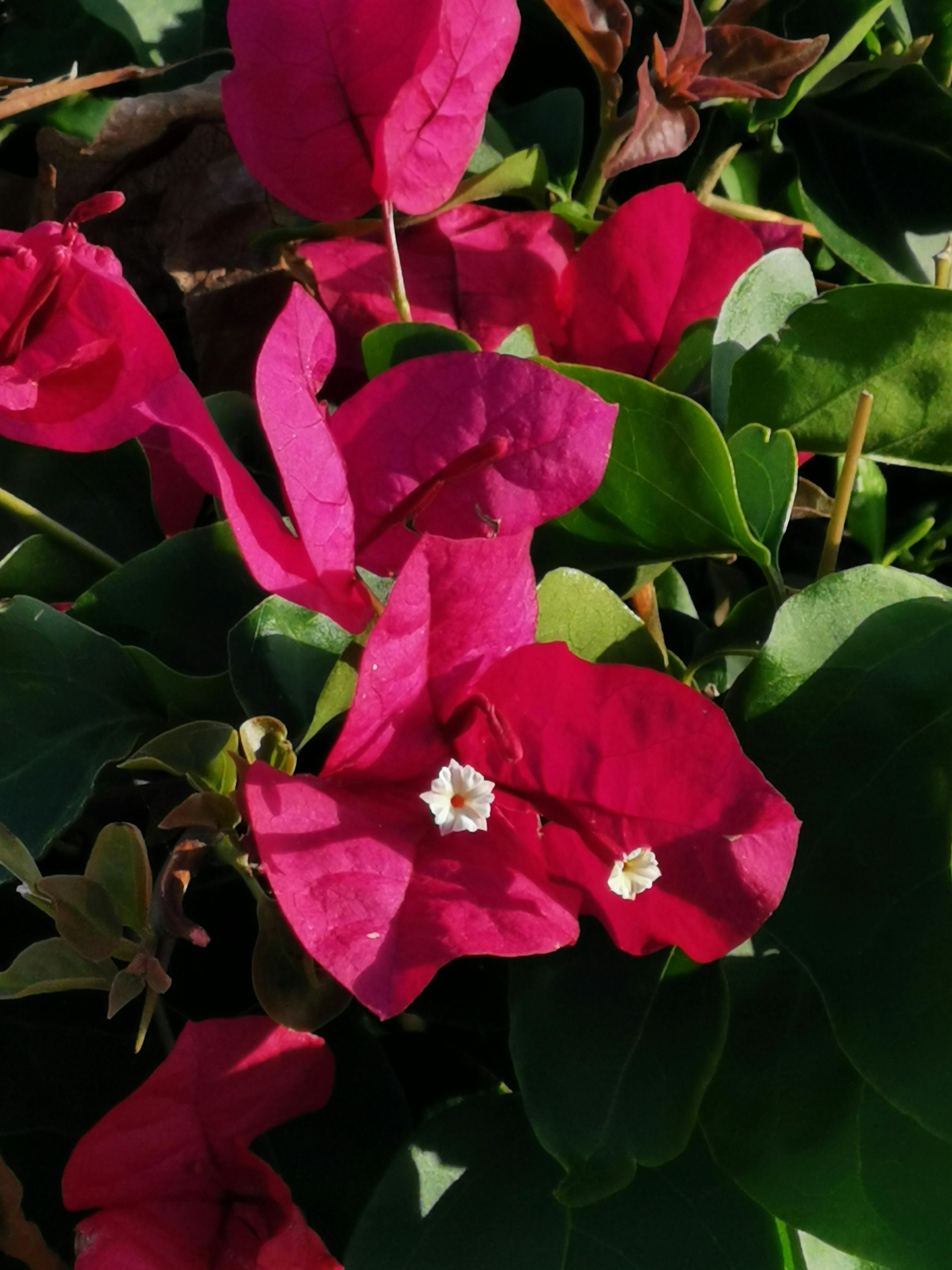 Close-Up Photograph of Bougainvillea Flowers in Bloom · Free Stock Photo