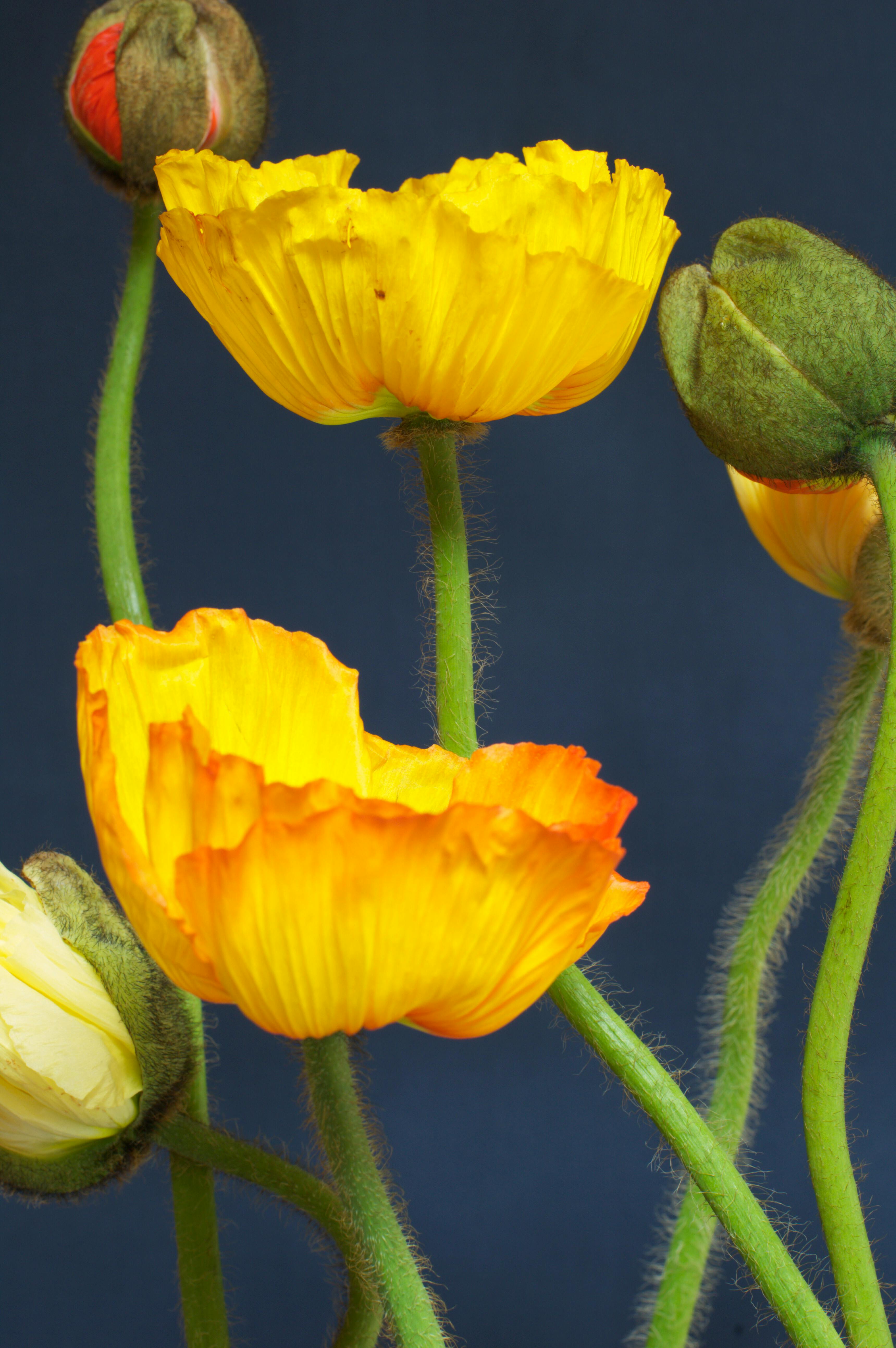 Close-Up Shot of Poppy Flowers · Free Stock Photo