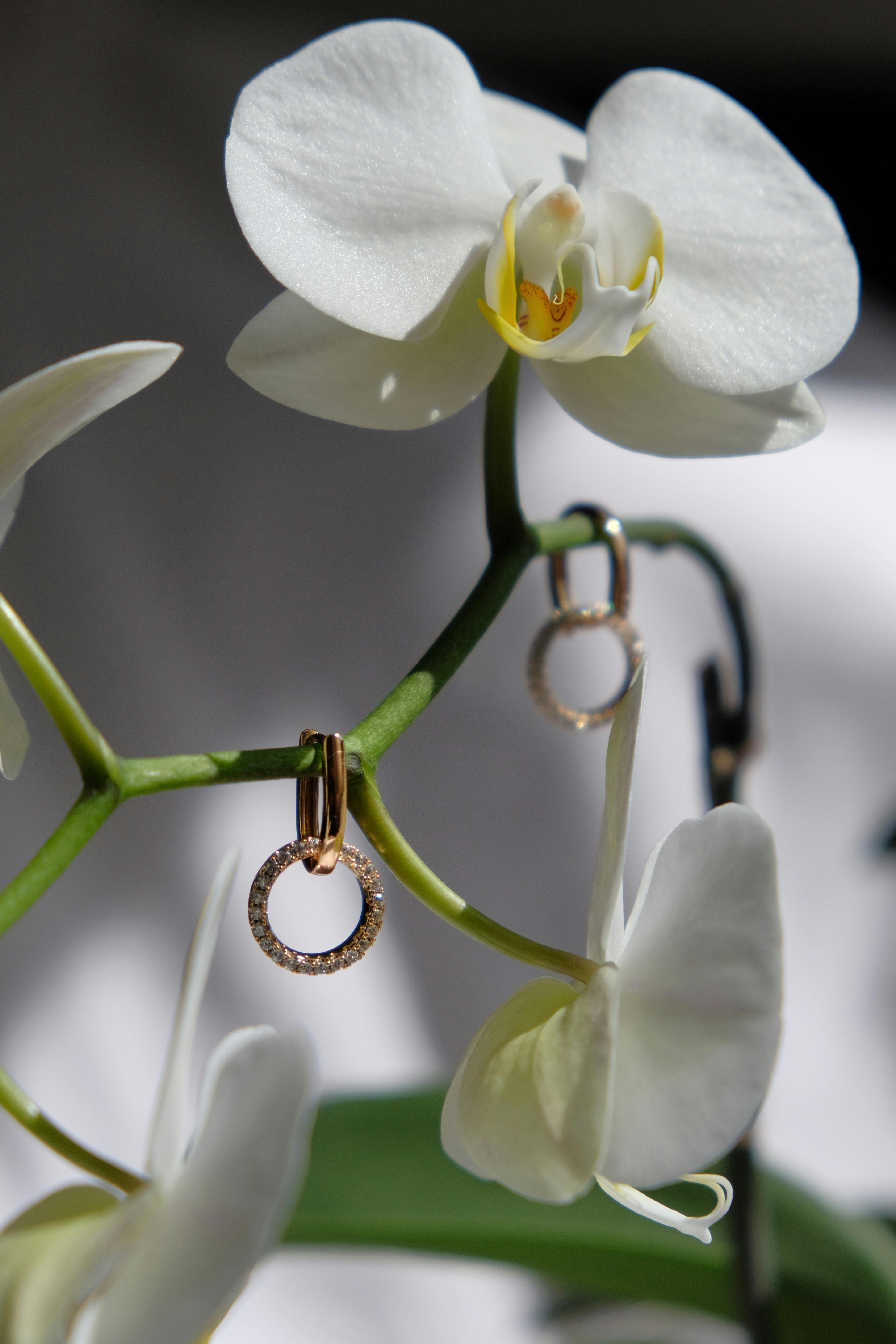 Jewelry Earrings Photos, Download Free Jewelry Earrings Stock Photos ...