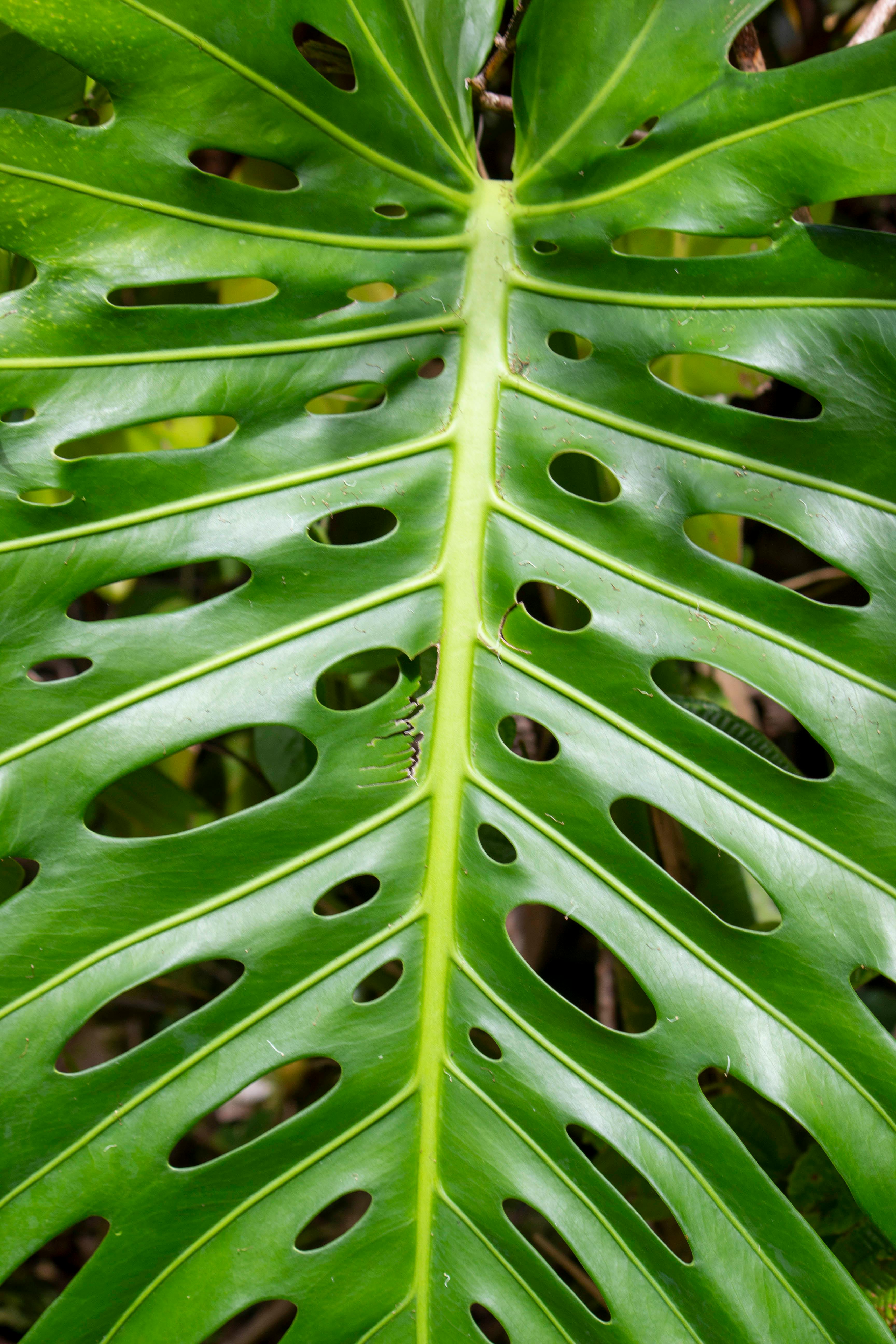 Isi Parente - Photography