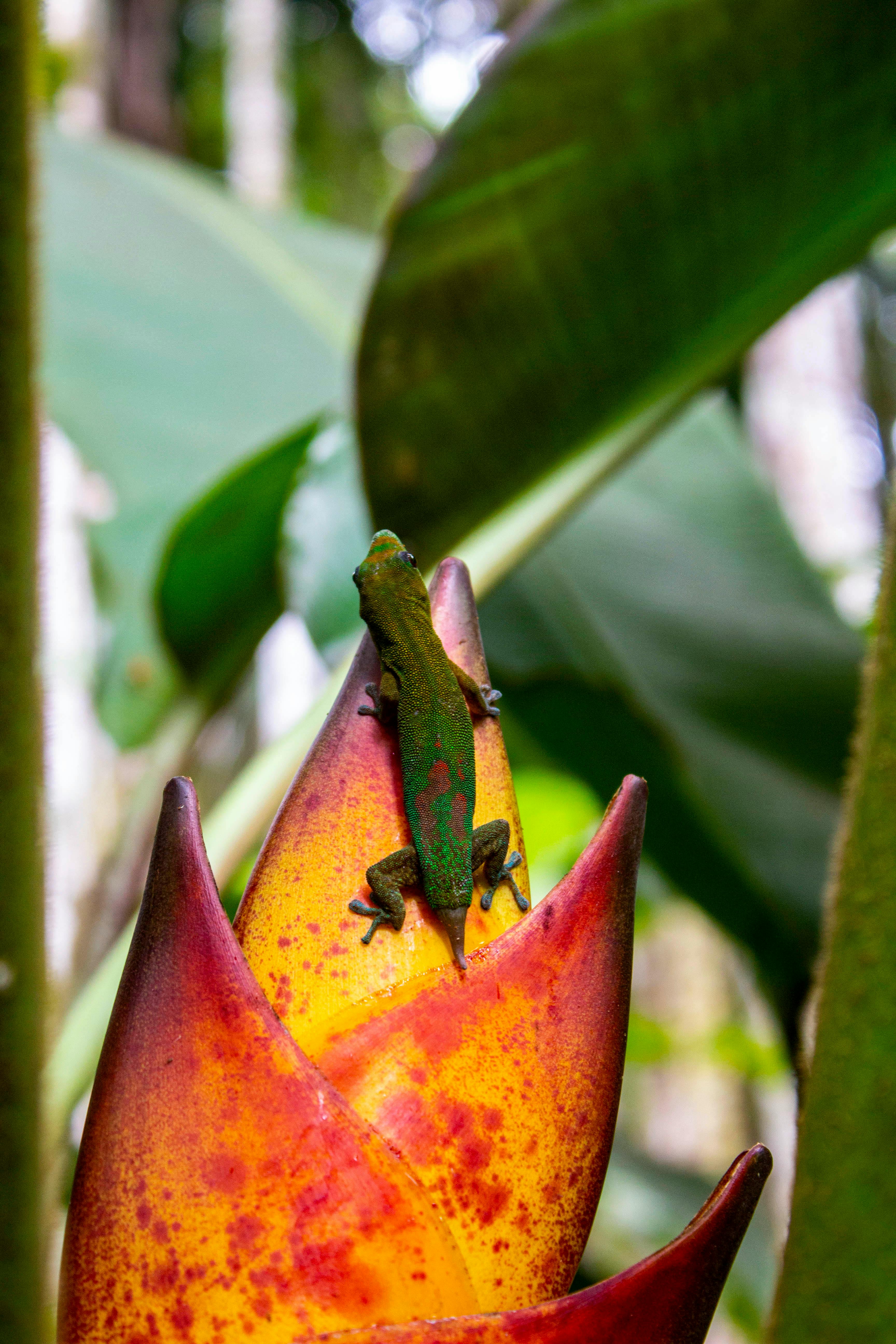 Gecko on Red Flower · Free Stock Photo