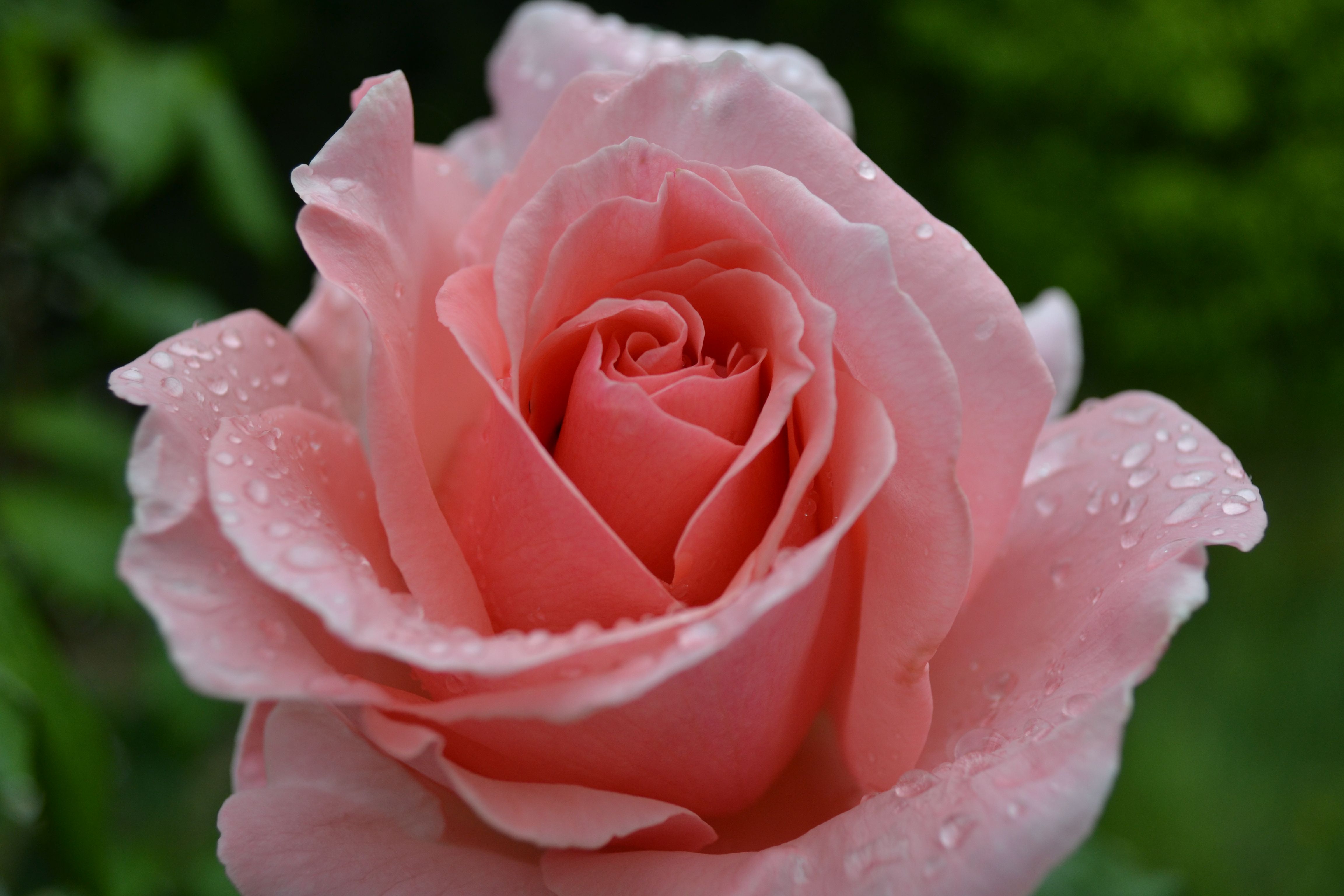 Foto de stock gratuita sobre de cerca, flor, flor rosa, flora ...