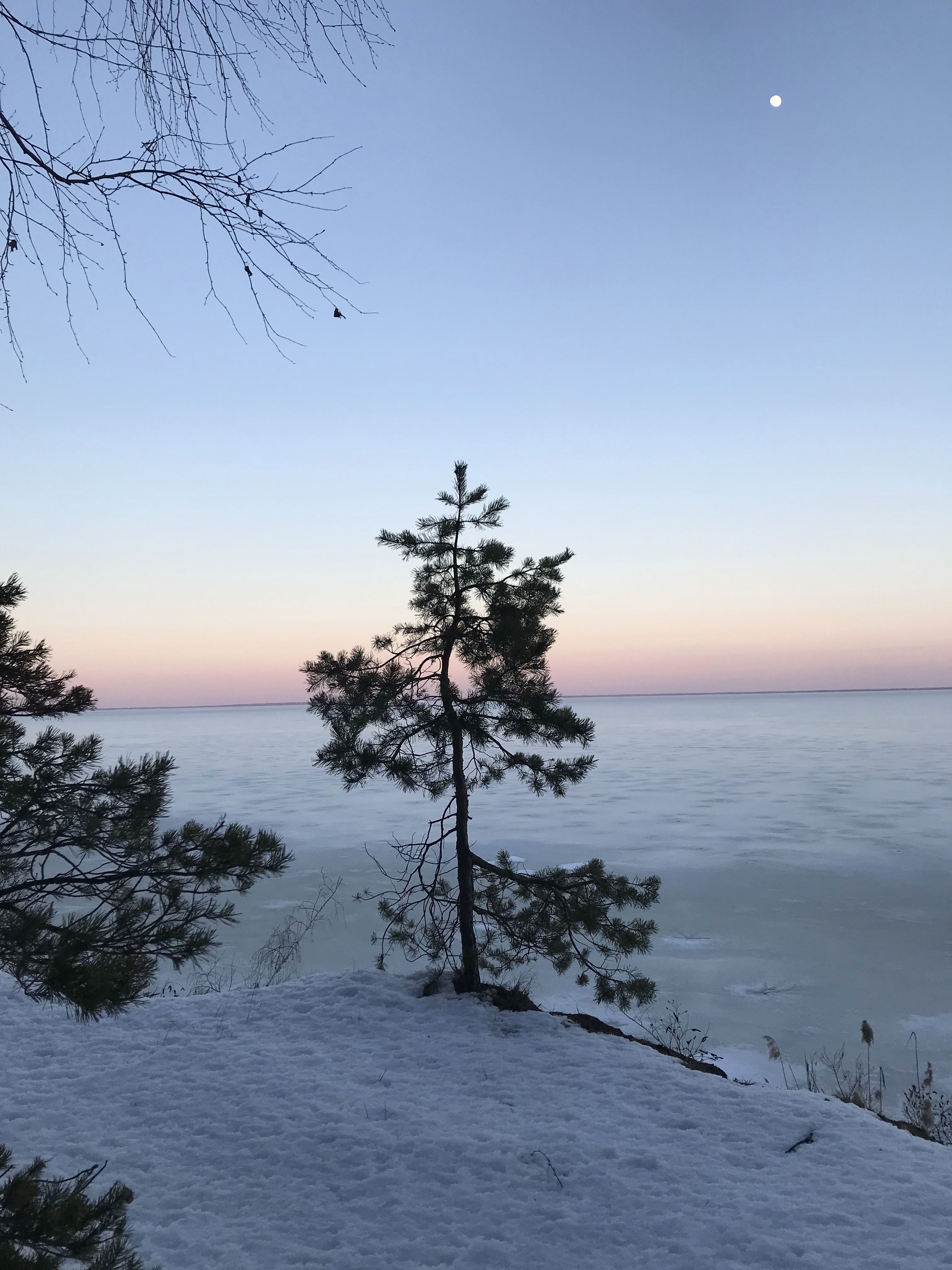 Snow Covered Pine Trees during Sunset · Free Stock Photo