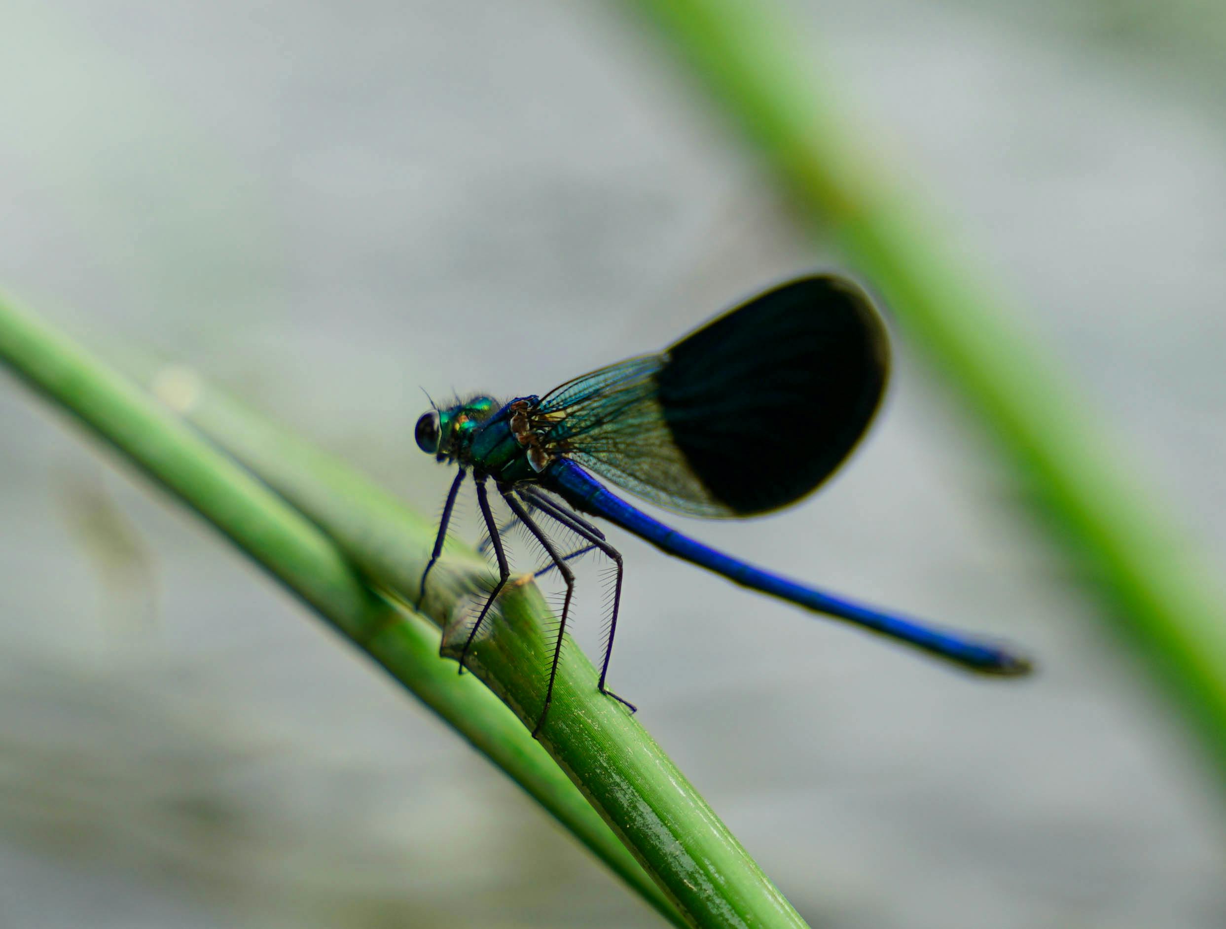 Blue Insect on Green Leaf · Free Stock Photo