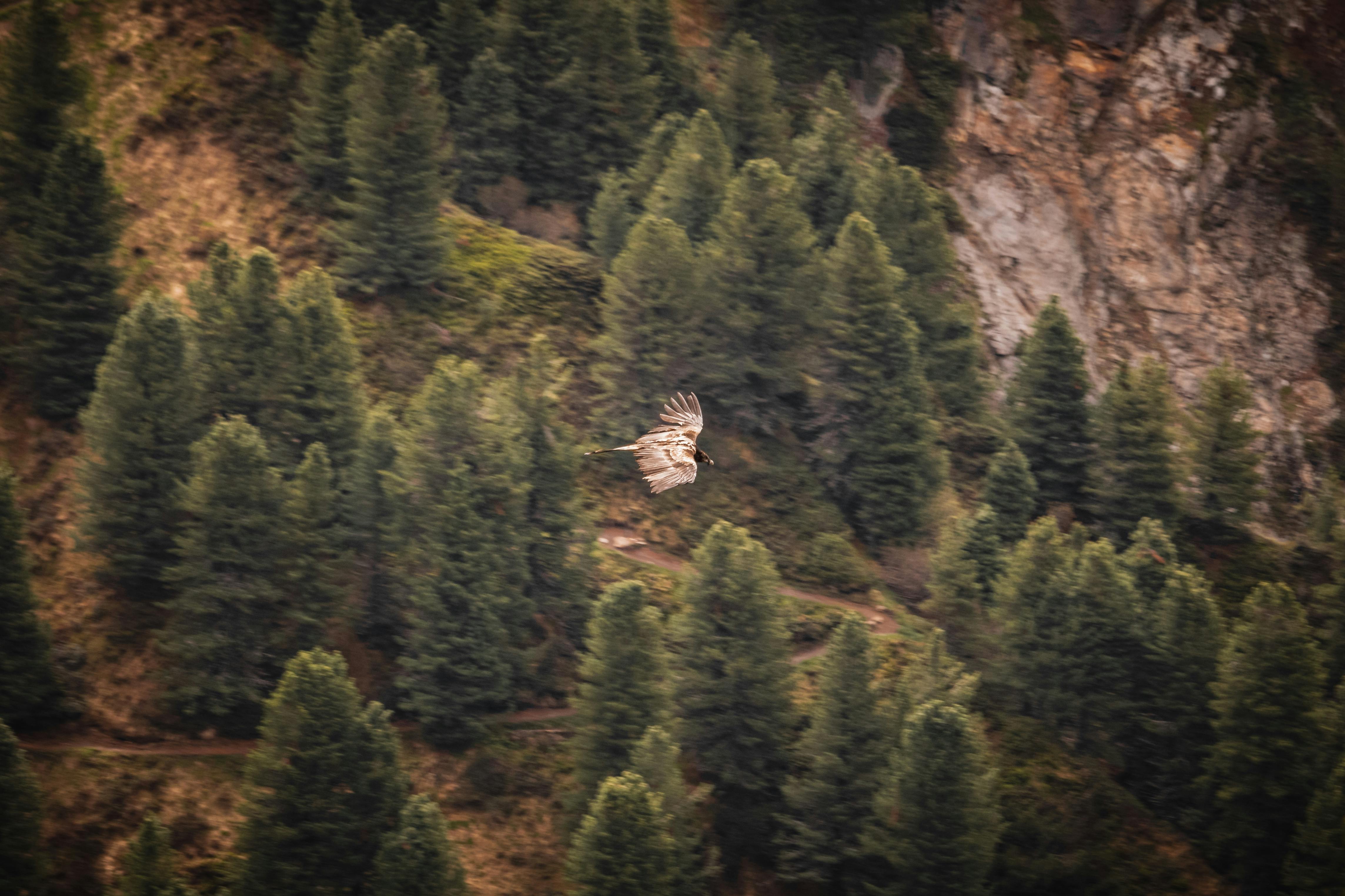 Bird Flying Over Trees · Free Stock Photo