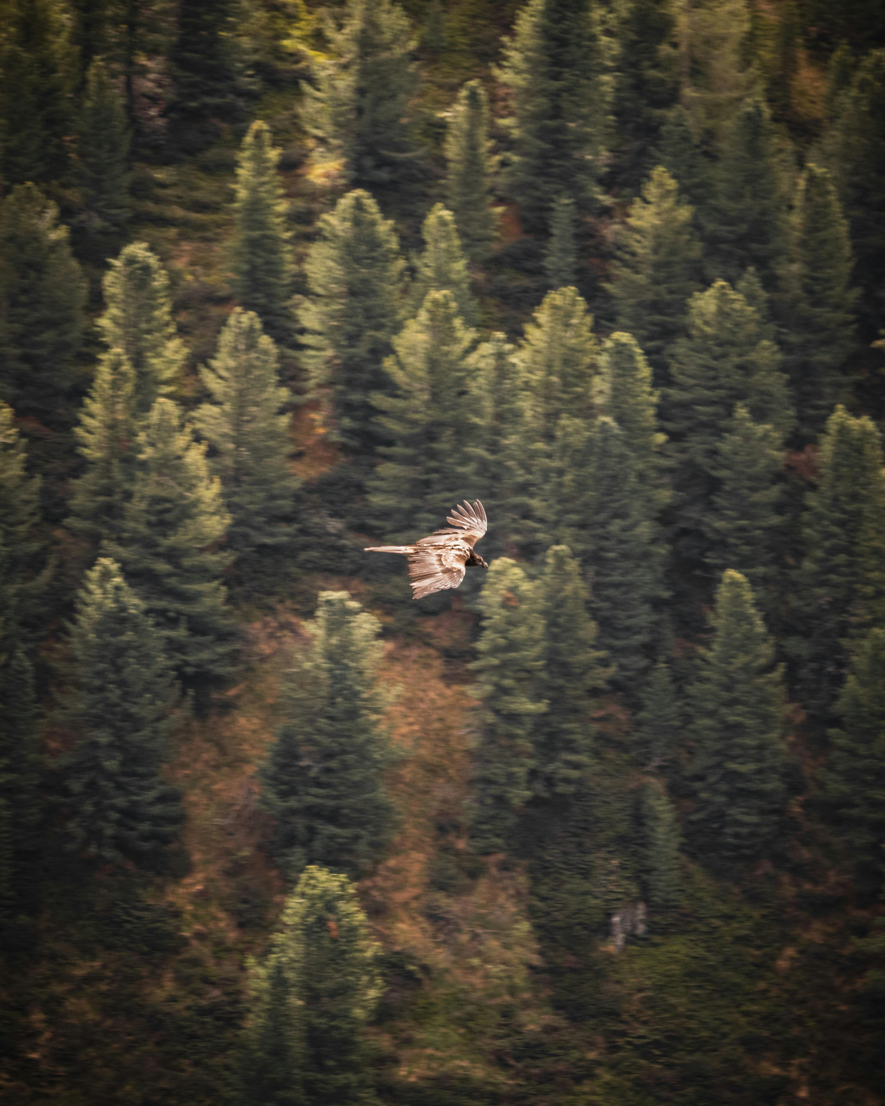 Photo of a Bird Flying Over Trees · Free Stock Photo