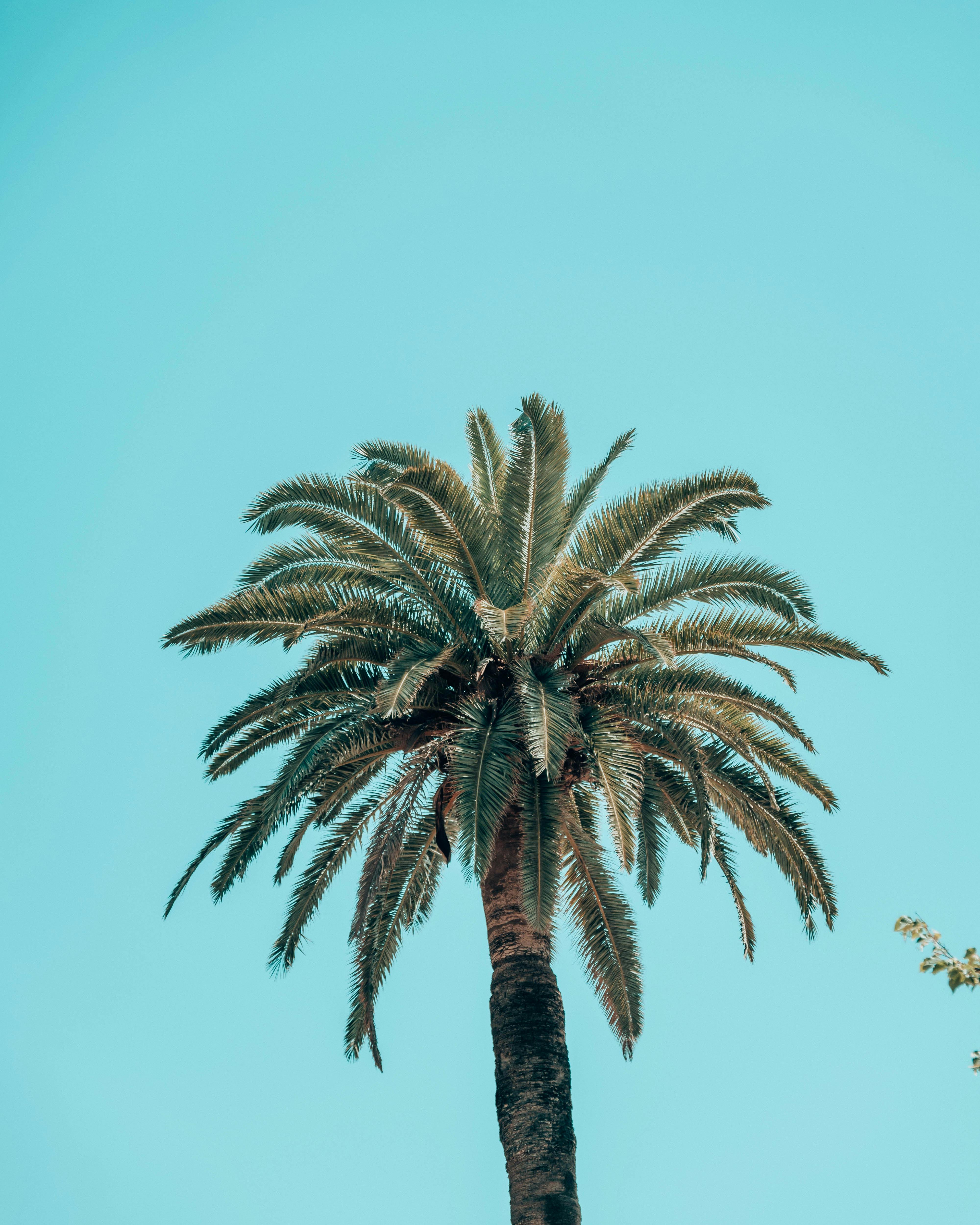 Photo of a Palm Tree · Free Stock Photo