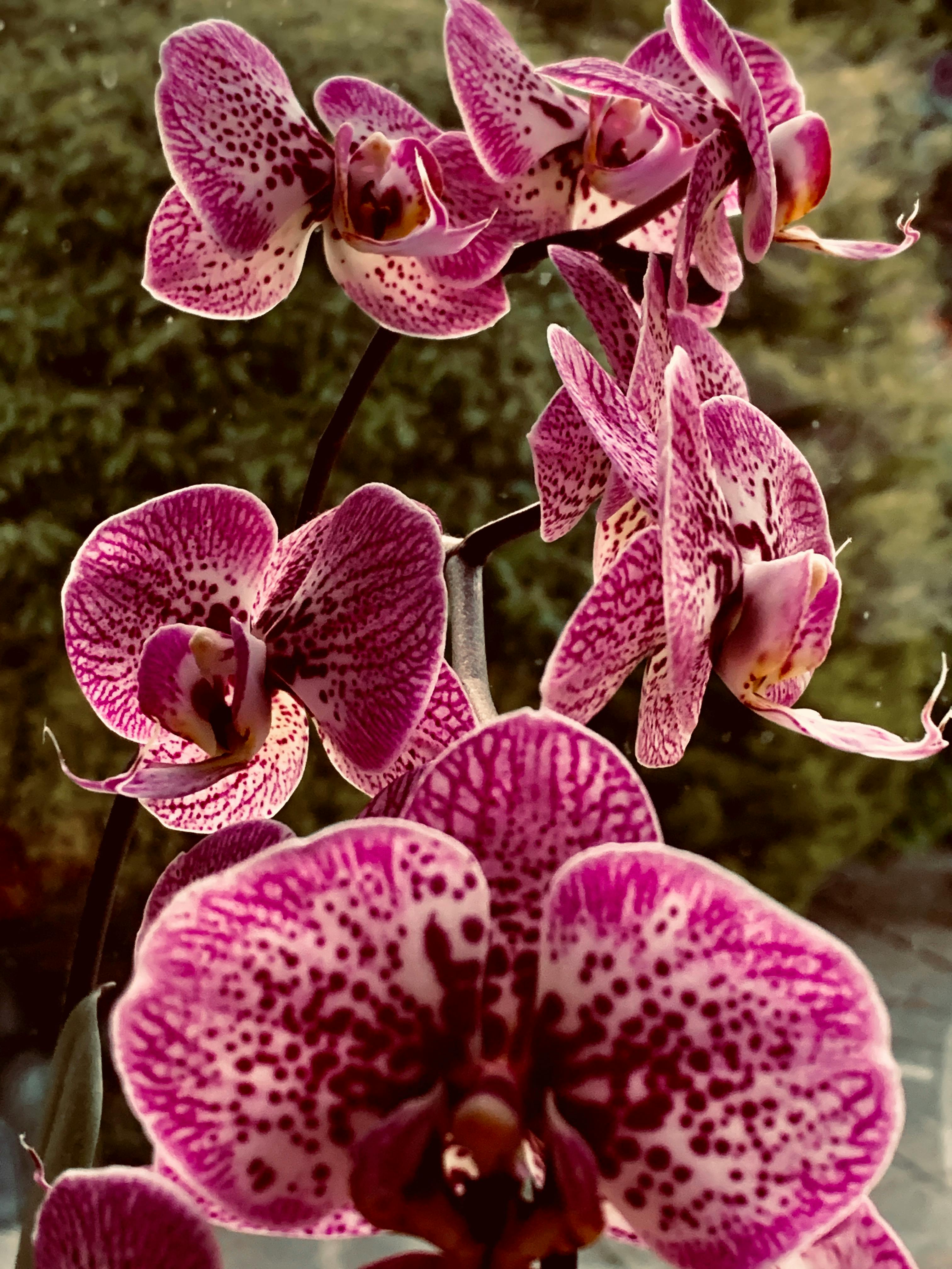 Flora N Fauna 25 Photos & Videos Collected by Stephen Girling