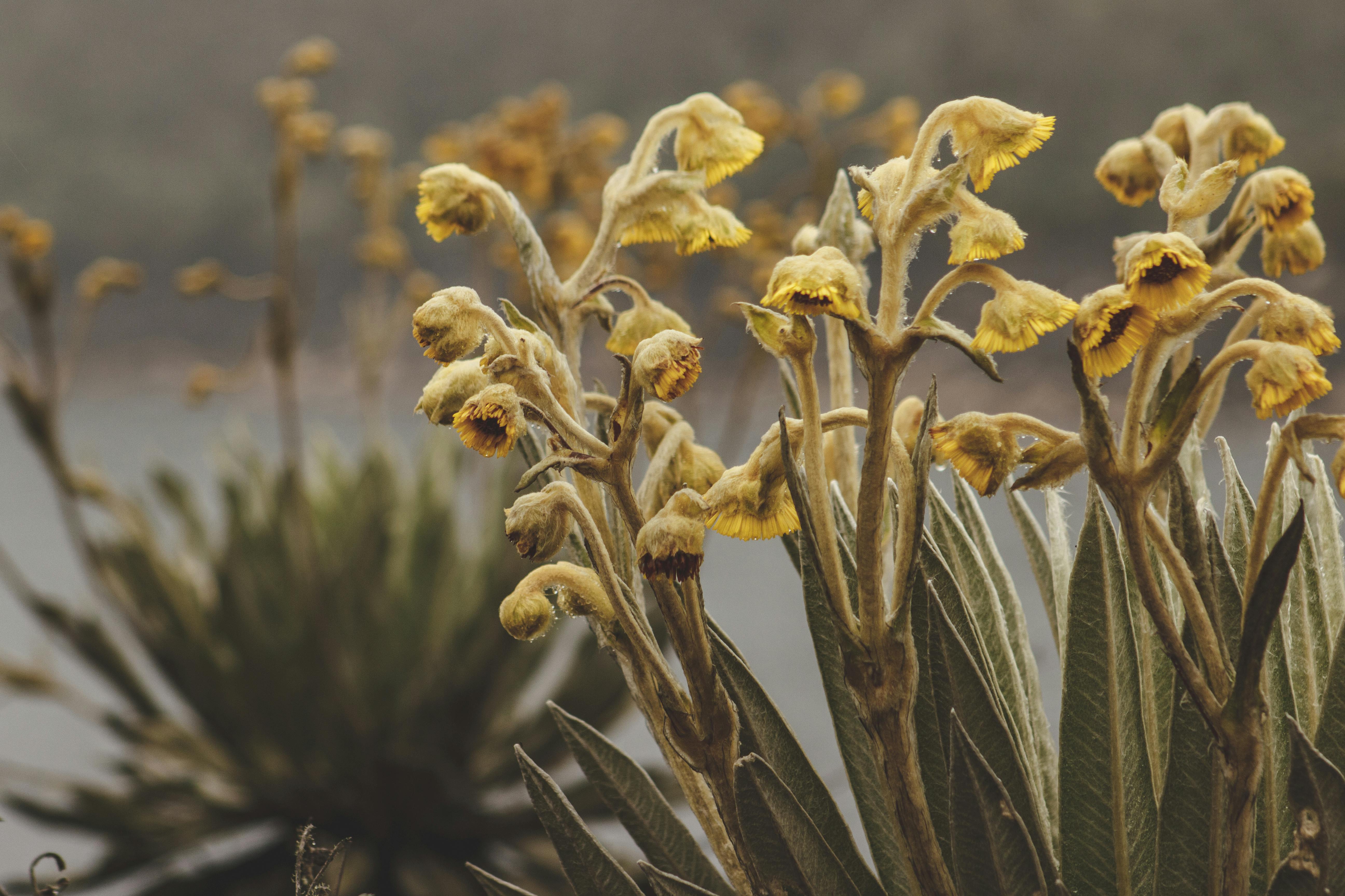 Close-Up Photograph of Wilted Flowers · Free Stock Photo