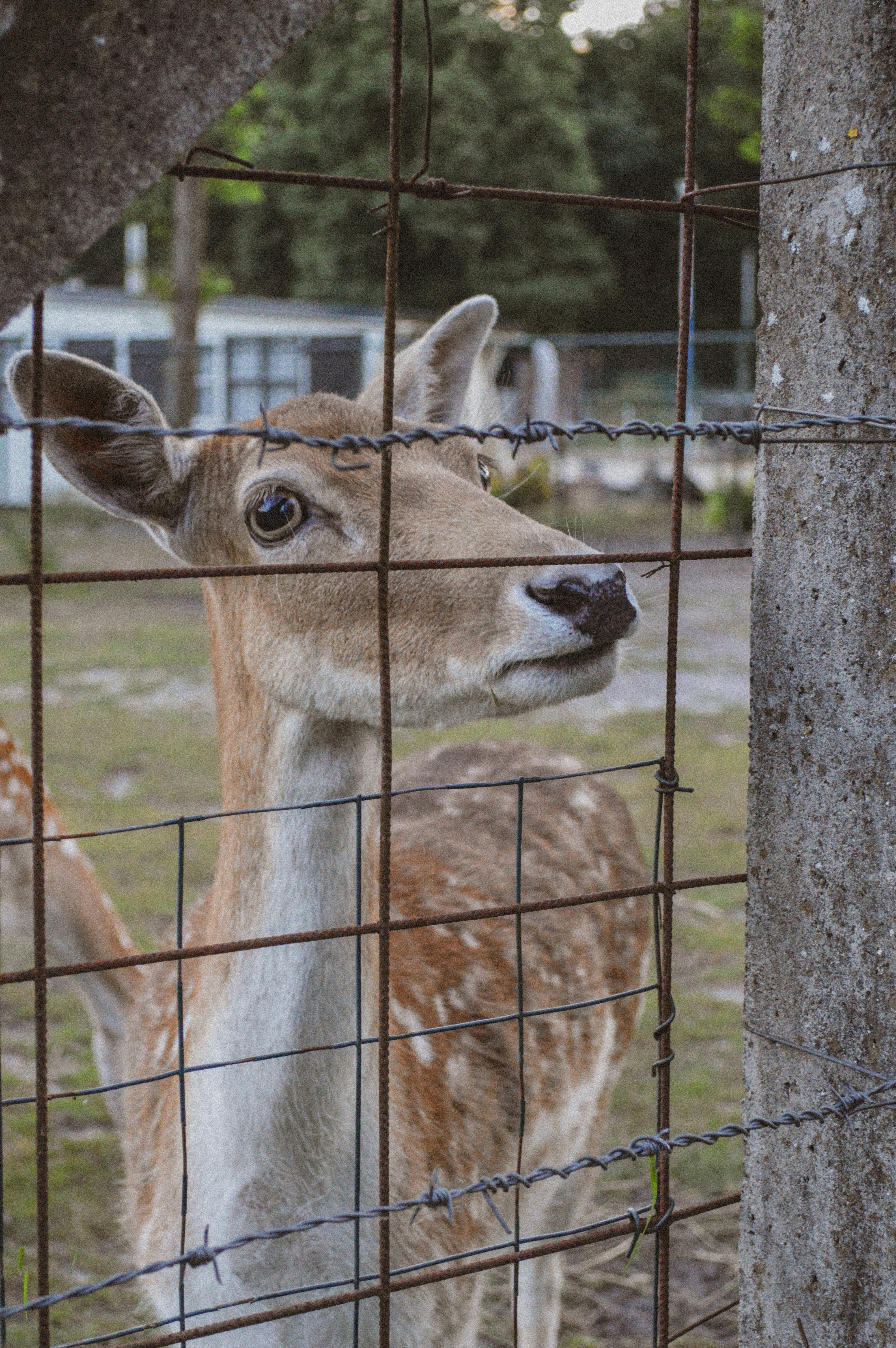 Deer Behind a Fence · Free Stock Photo