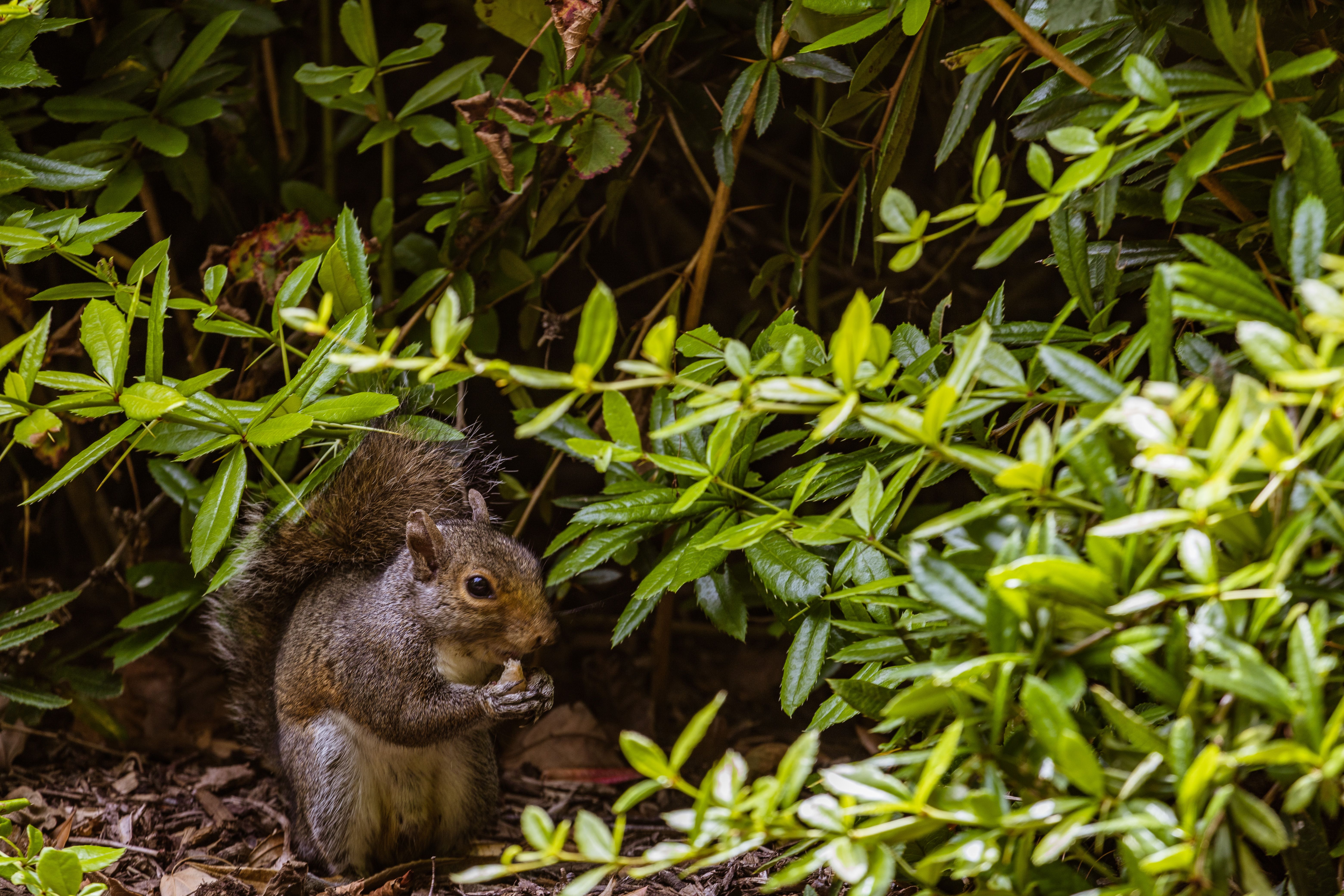 Squirrel near Plants · Free Stock Photo