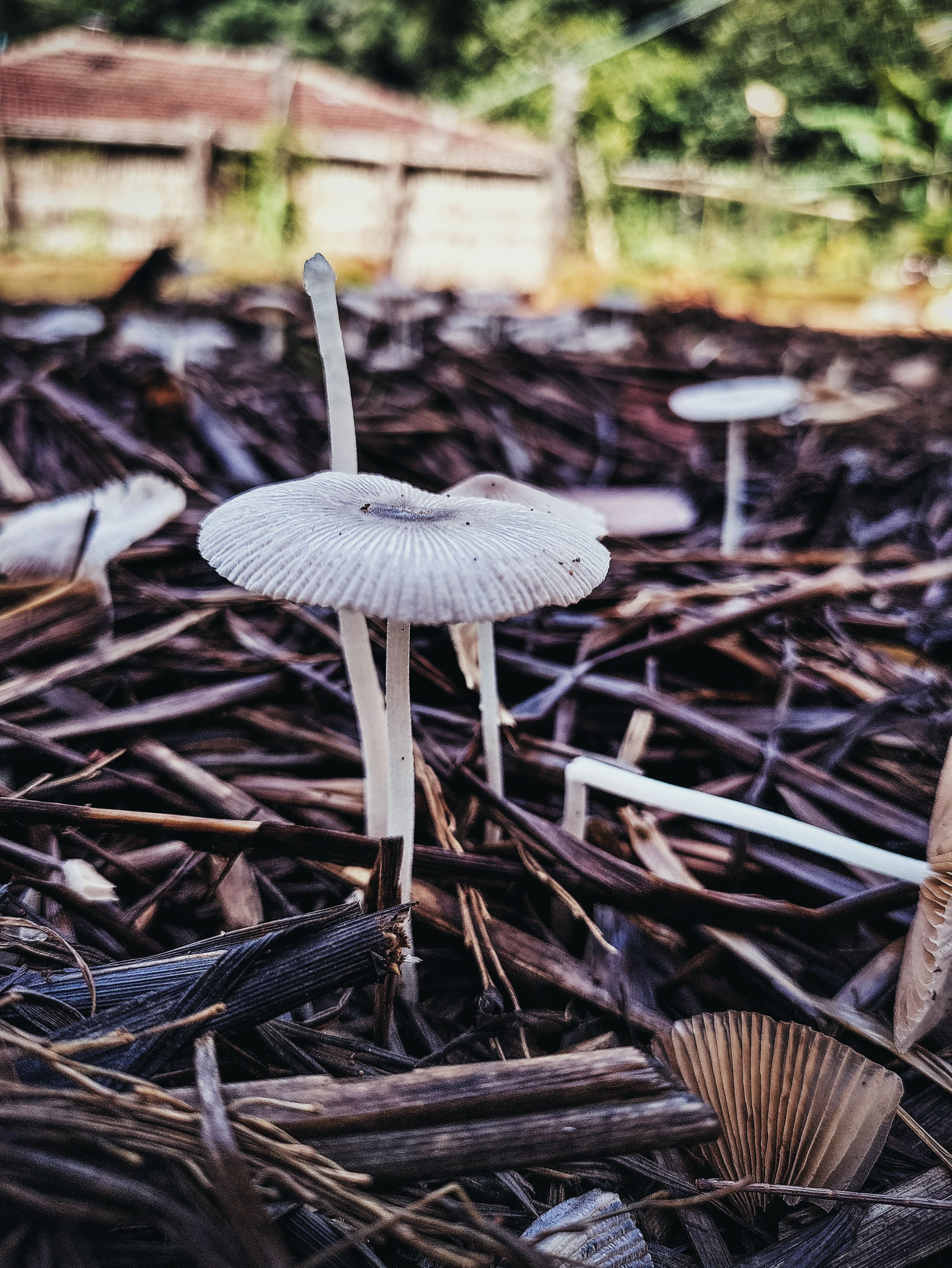 Close Up Photo of a Mushroom · Free Stock Photo