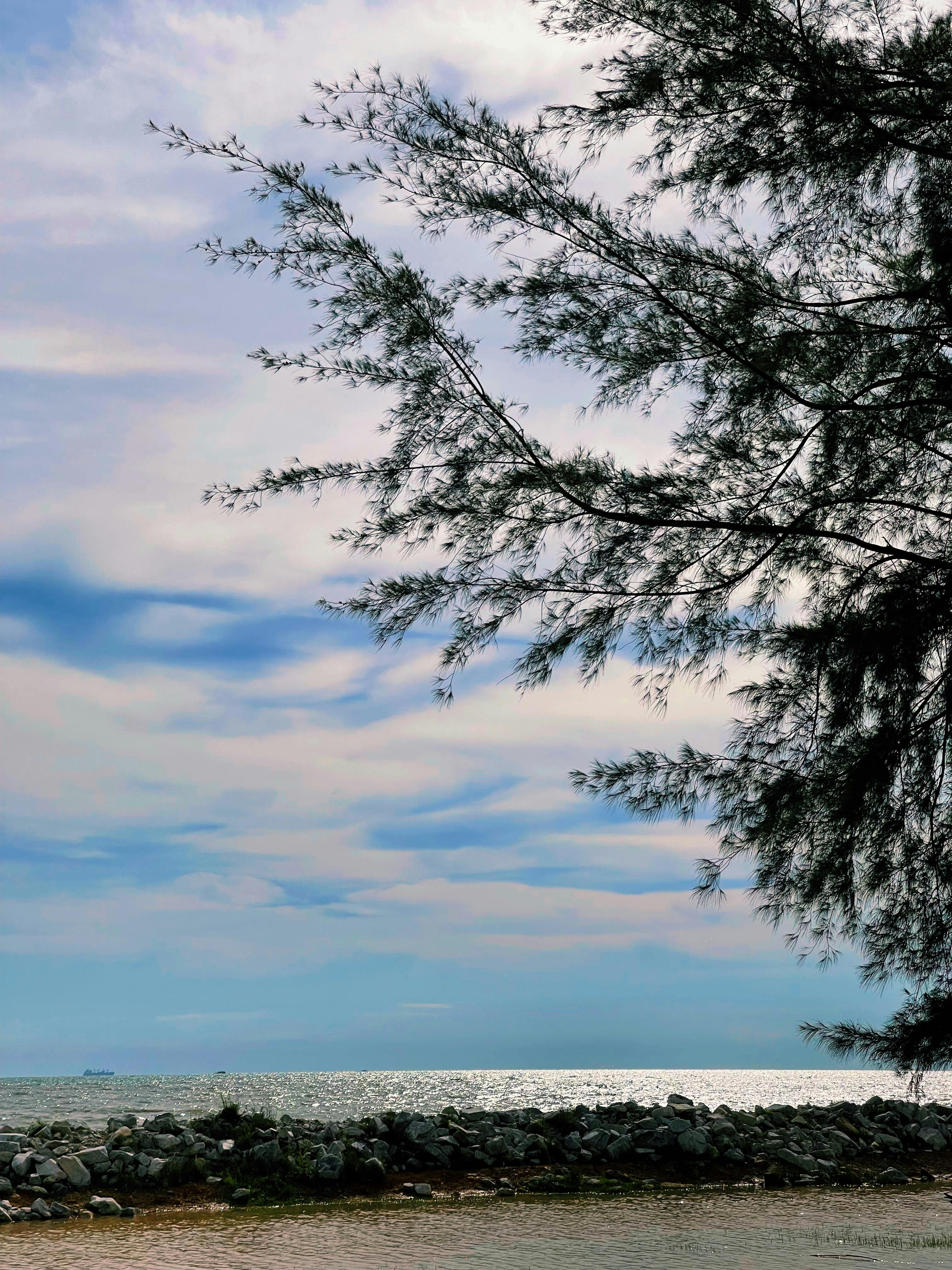 Tree Growing on Sea Shore · Free Stock Photo