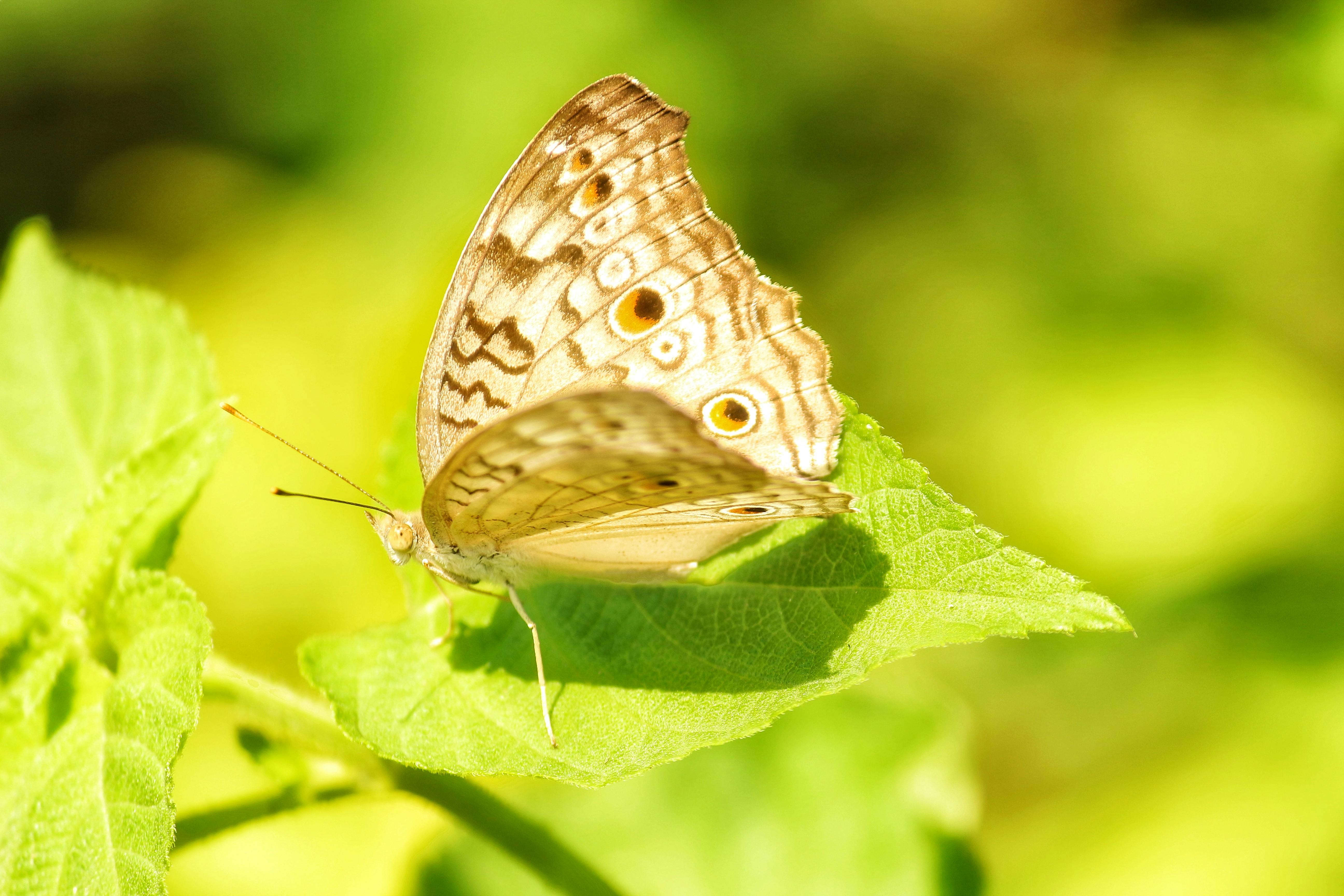 Atlit Photos, Download The BEST Free Atlit Stock Photos & HD Images